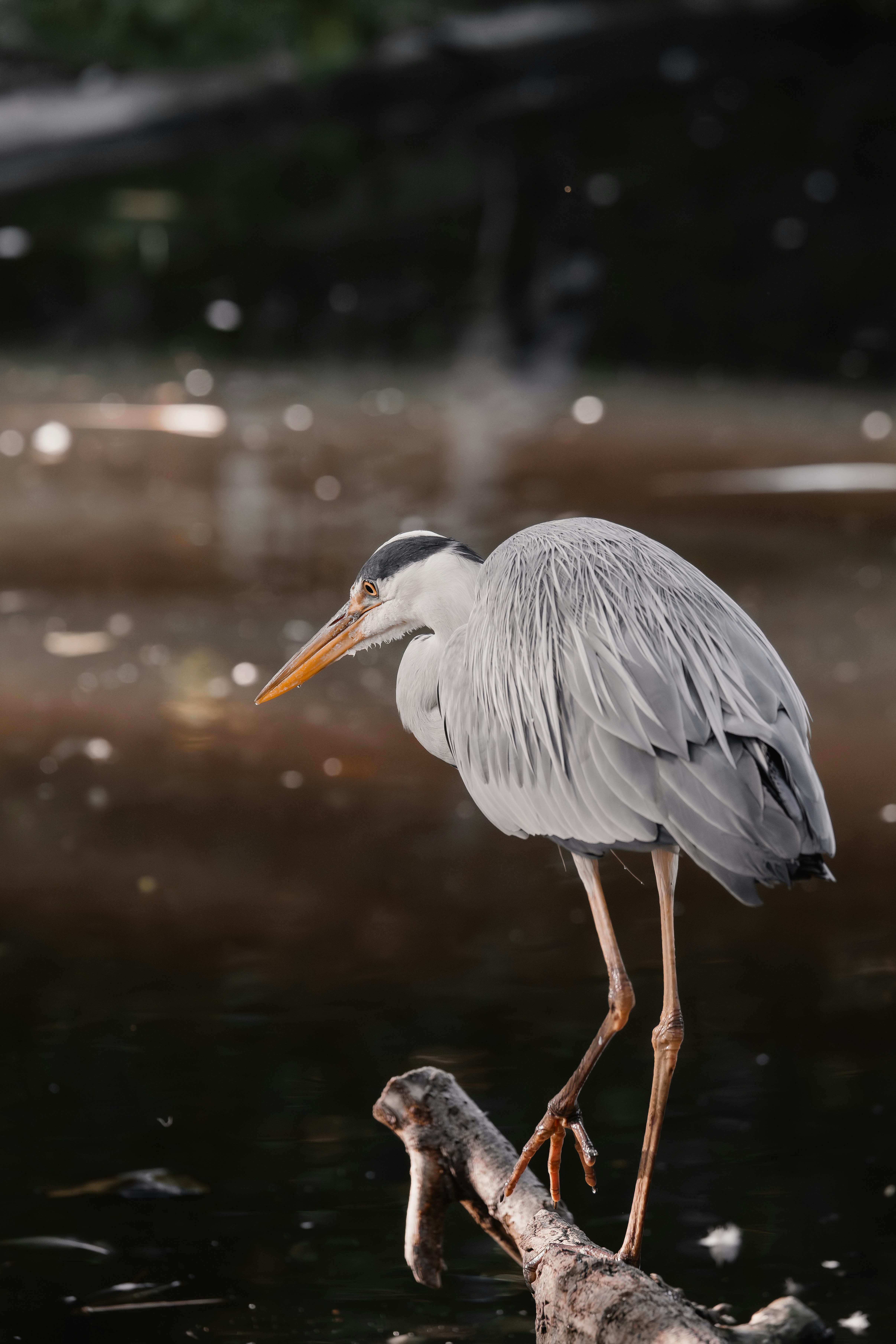 Elegance in Stillness: The Heron's Vigil