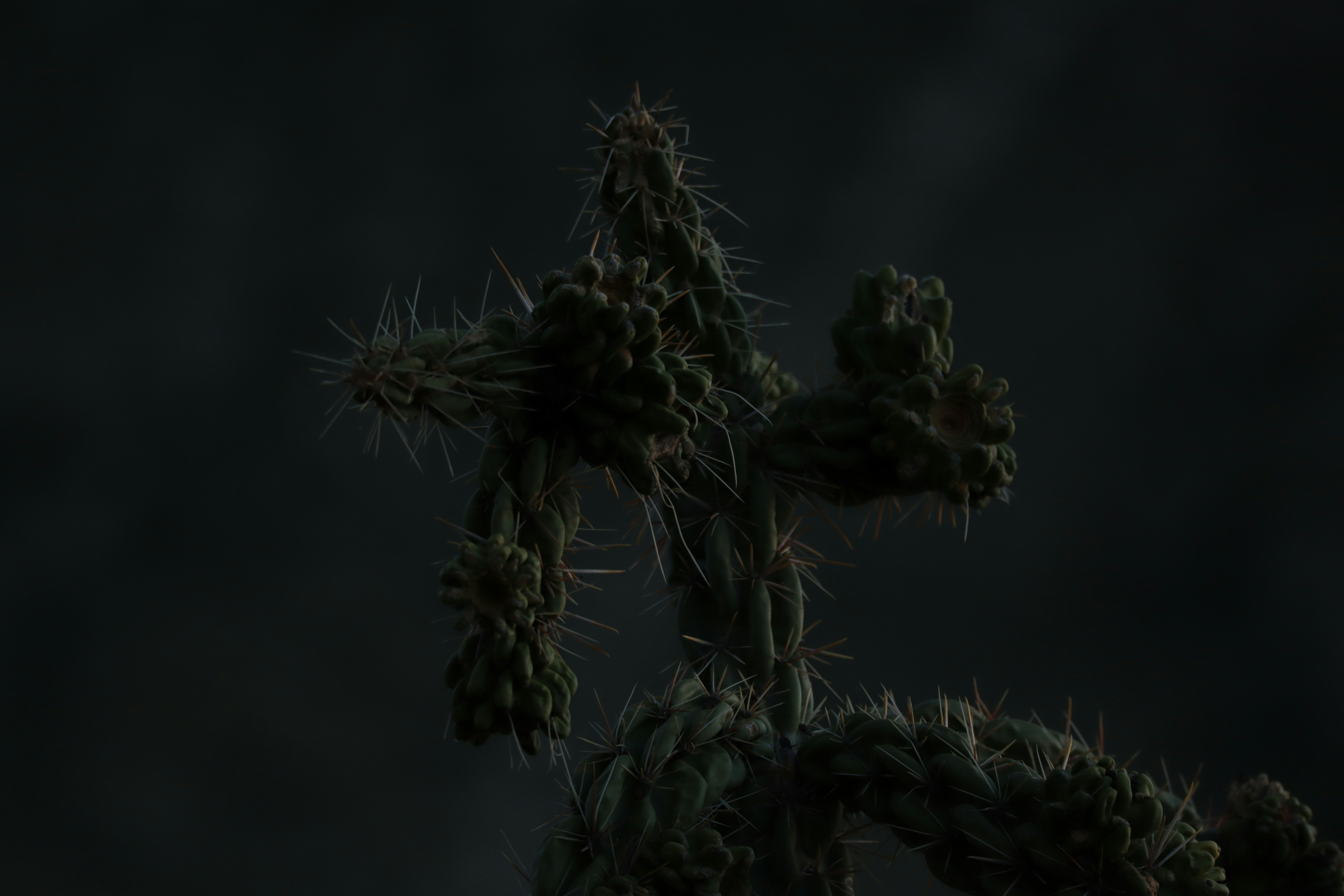Cactus spikes against a dark, blurred background.