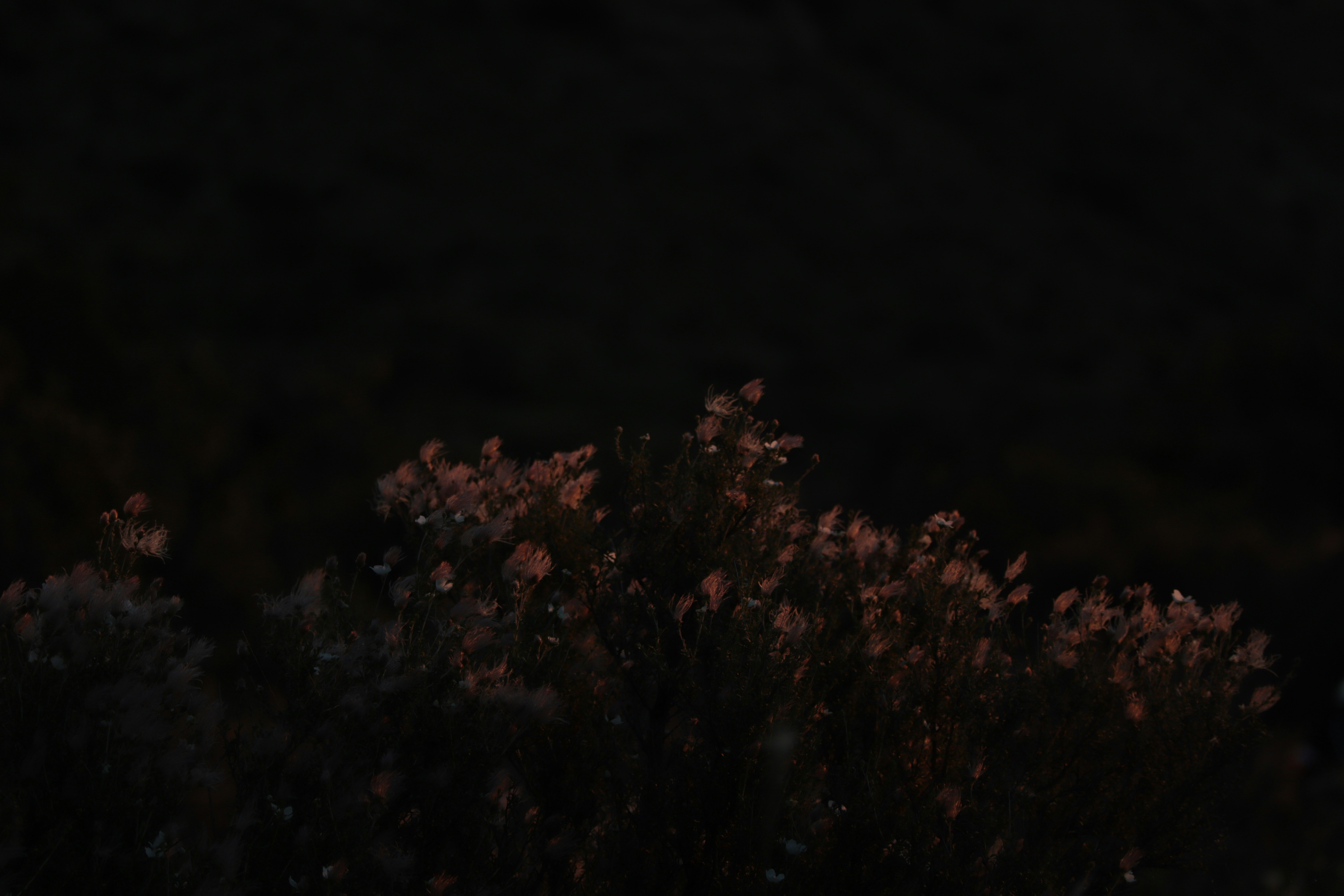 Flowers illuminated in the darkness of night.