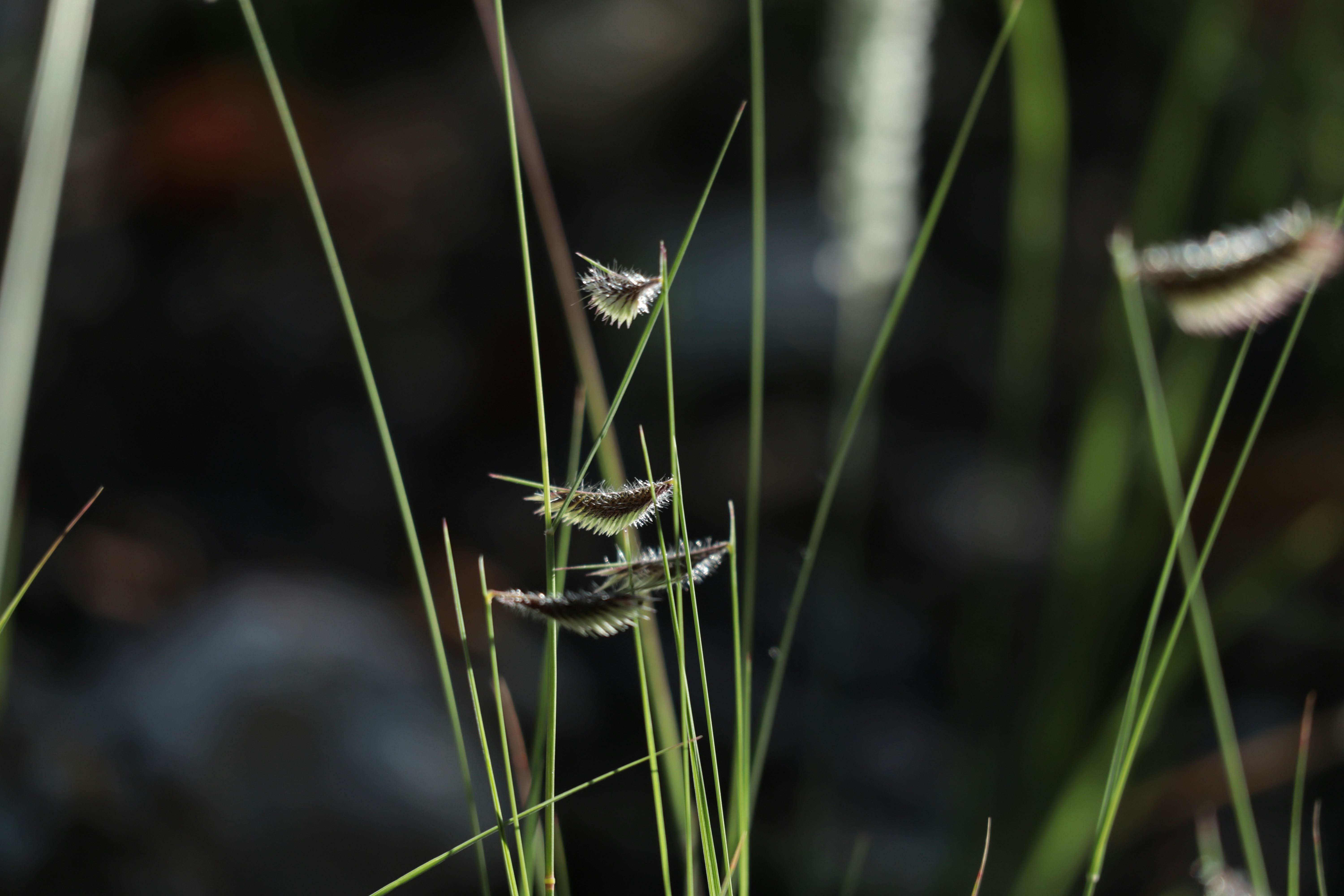 Green grass blades in close-up focus.