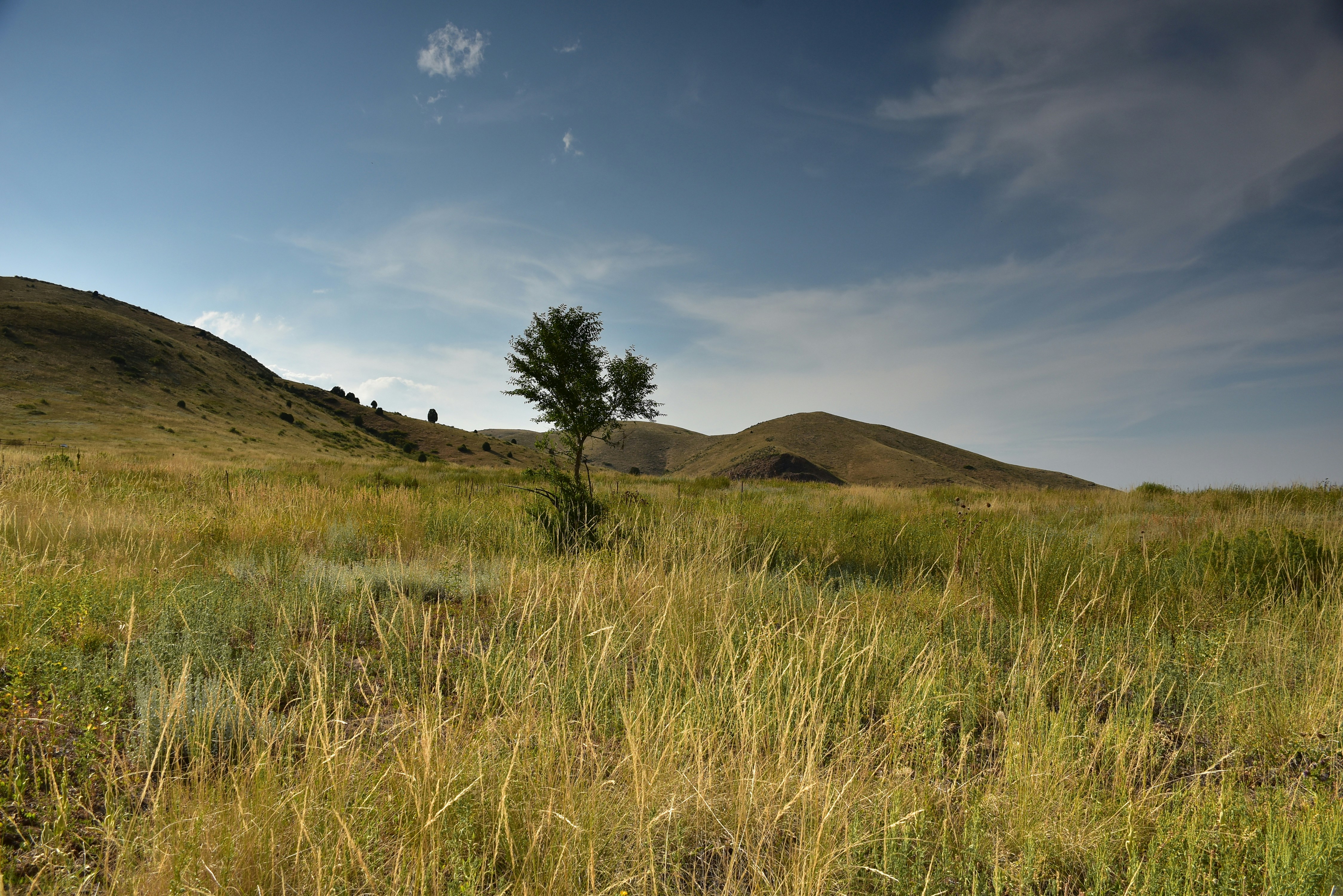 A solitary tree stands amidst golden grasslands and rolling hills under a vast sky, embodying resilience in the open landscape.