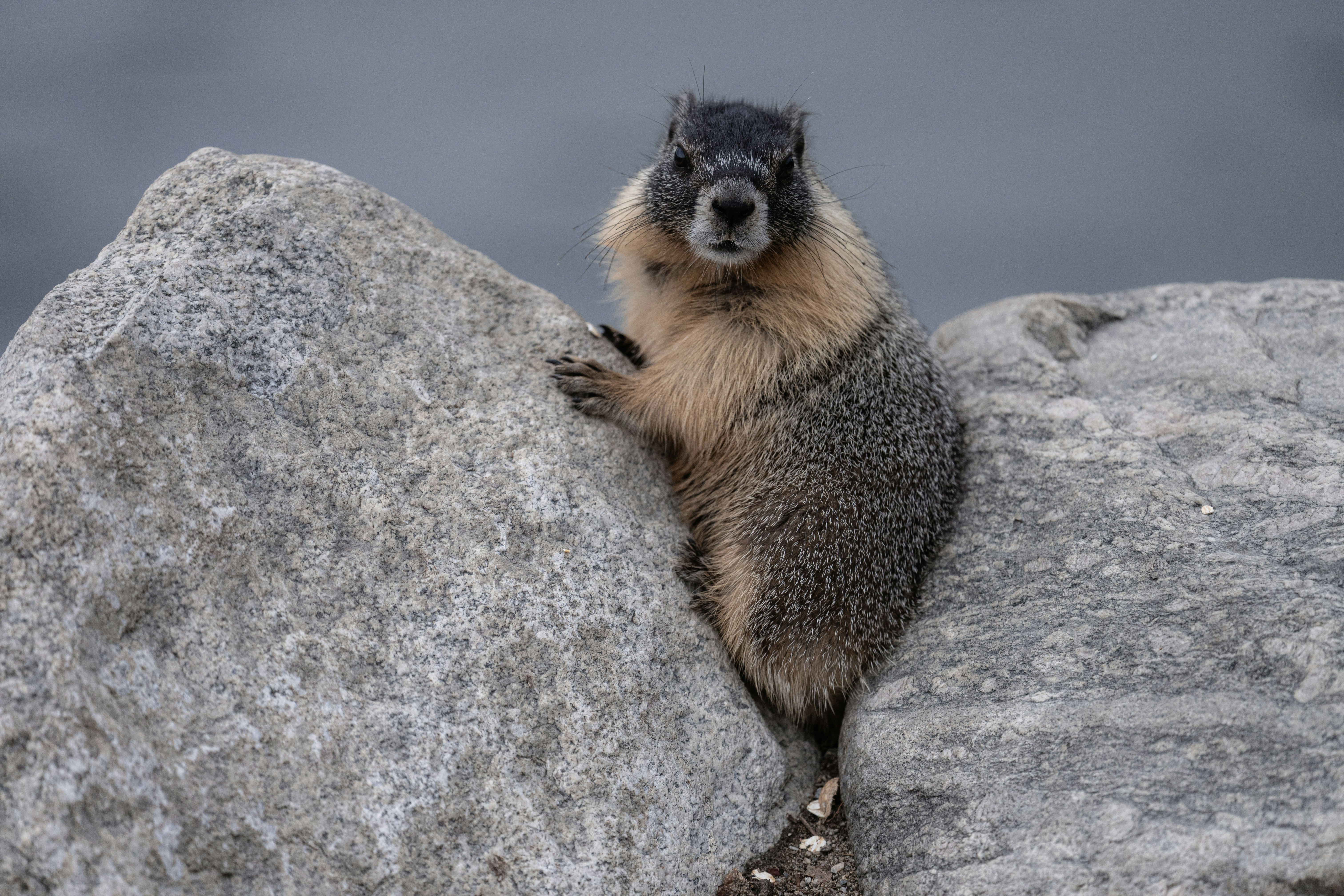 The Rocky Observer