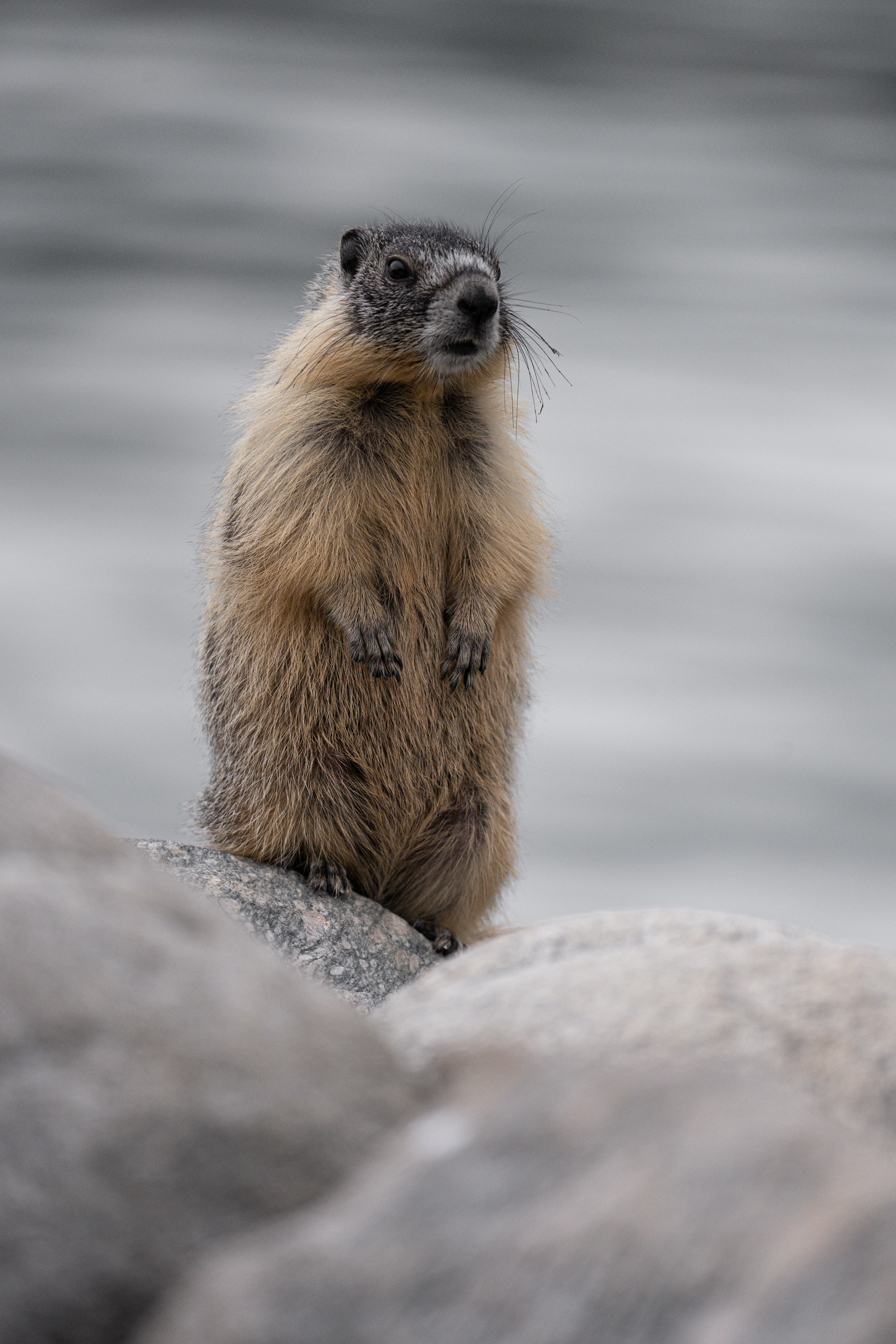 The Watchful Guardian of the Rocks