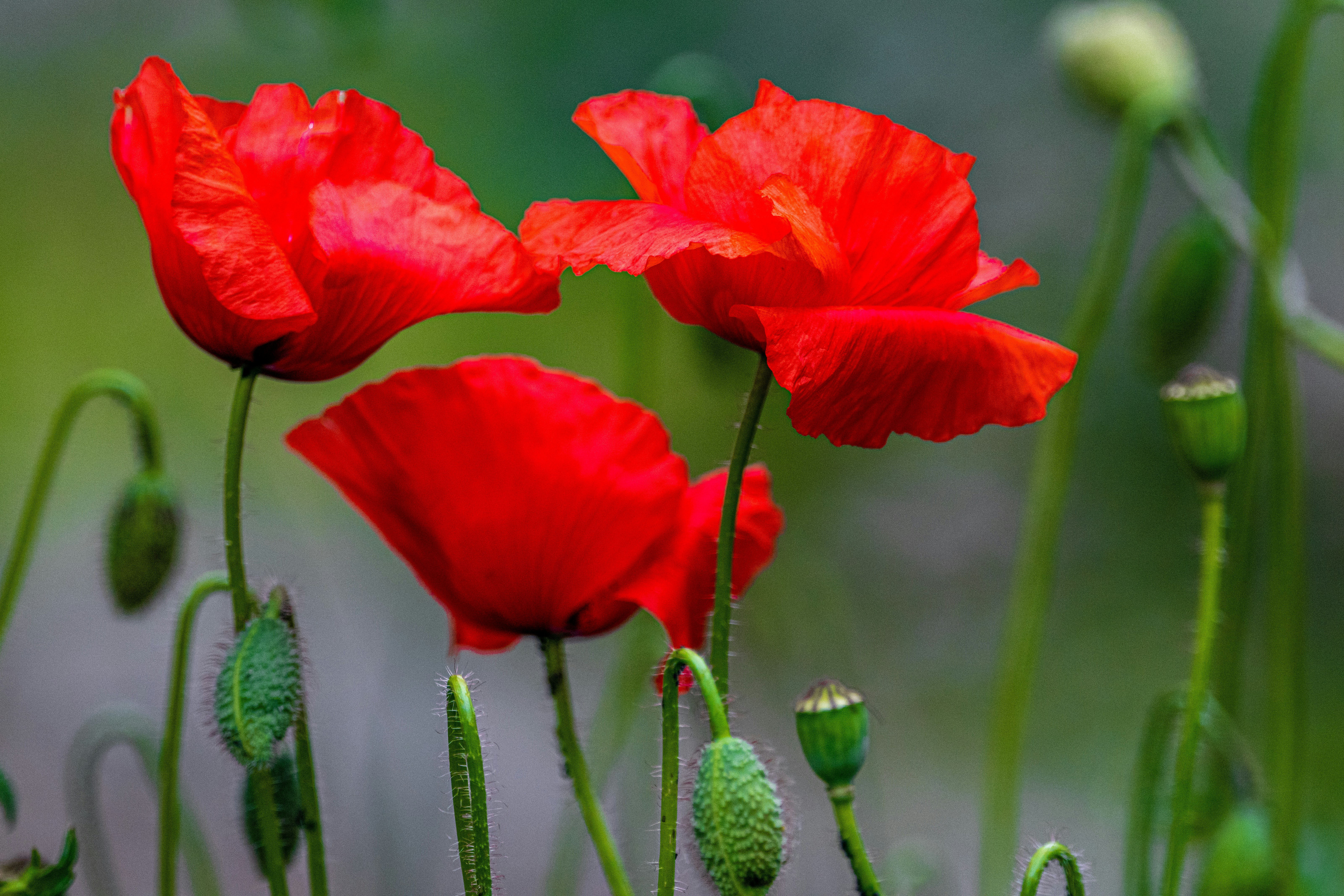 Photo by Siegfried Poepperl with Nikon Z8