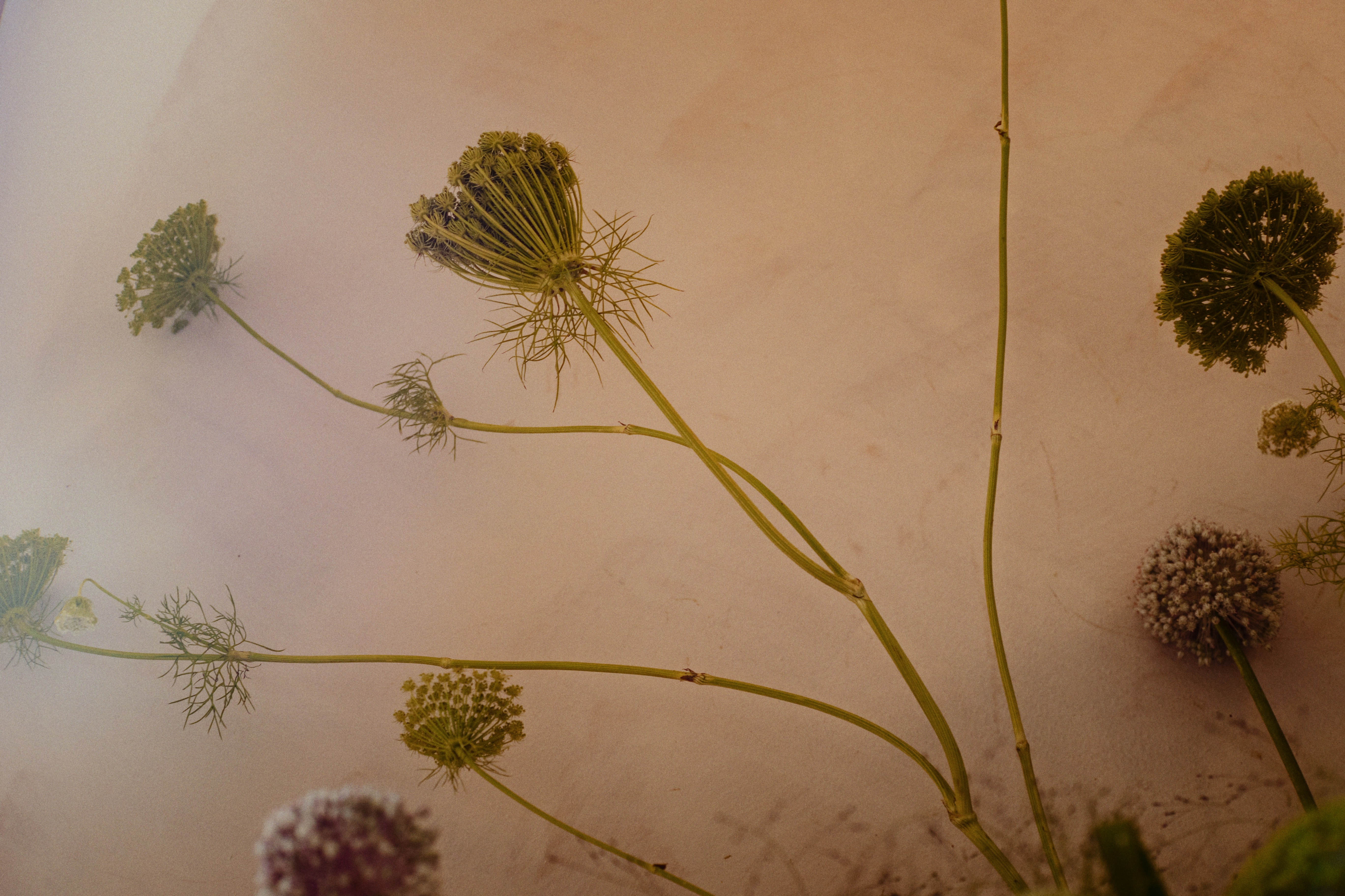 Sunset Veil over Dried Umbels: a Quiet Macro Study