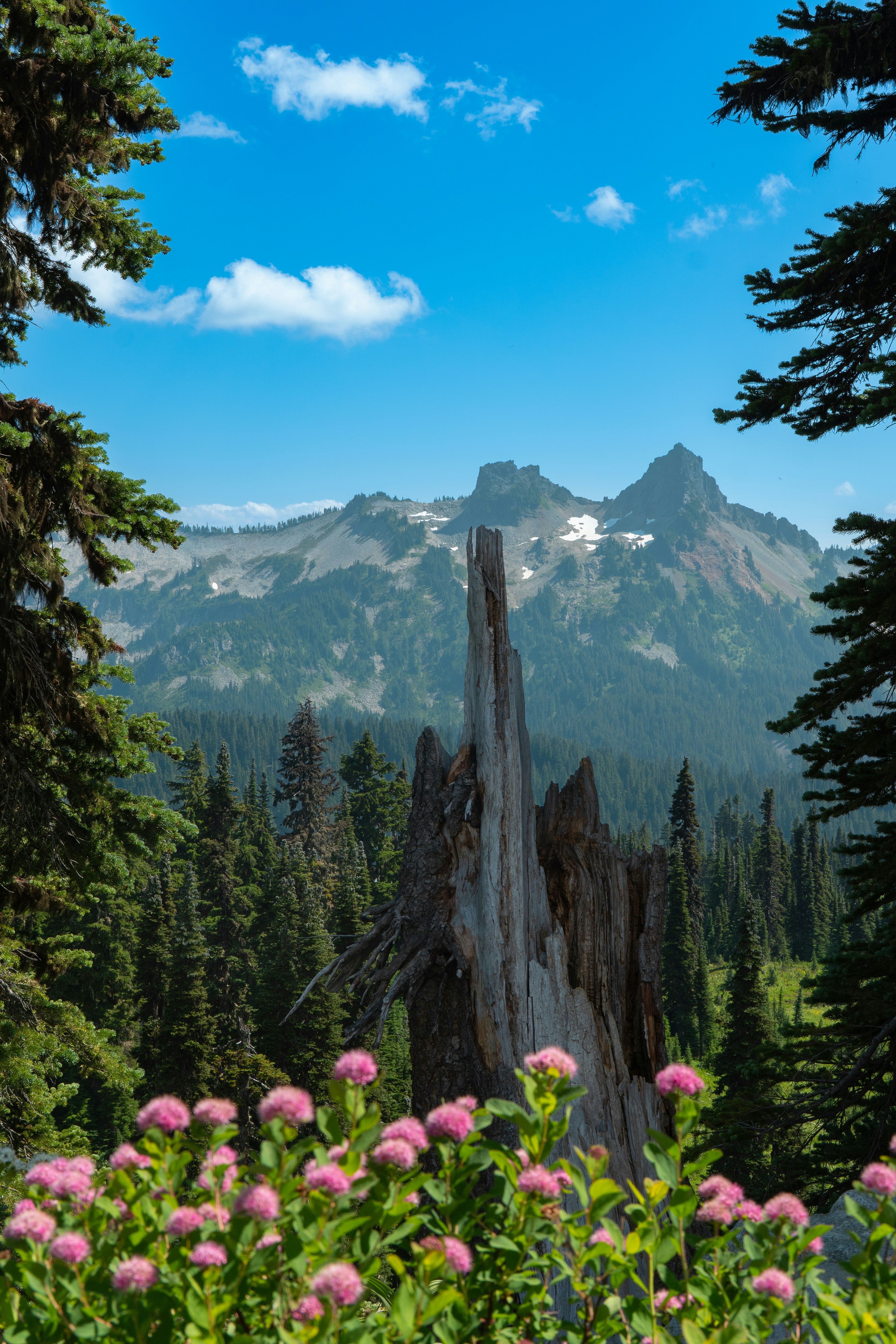 Nature's Resilience: A Stump Amidst Majestic Peaks