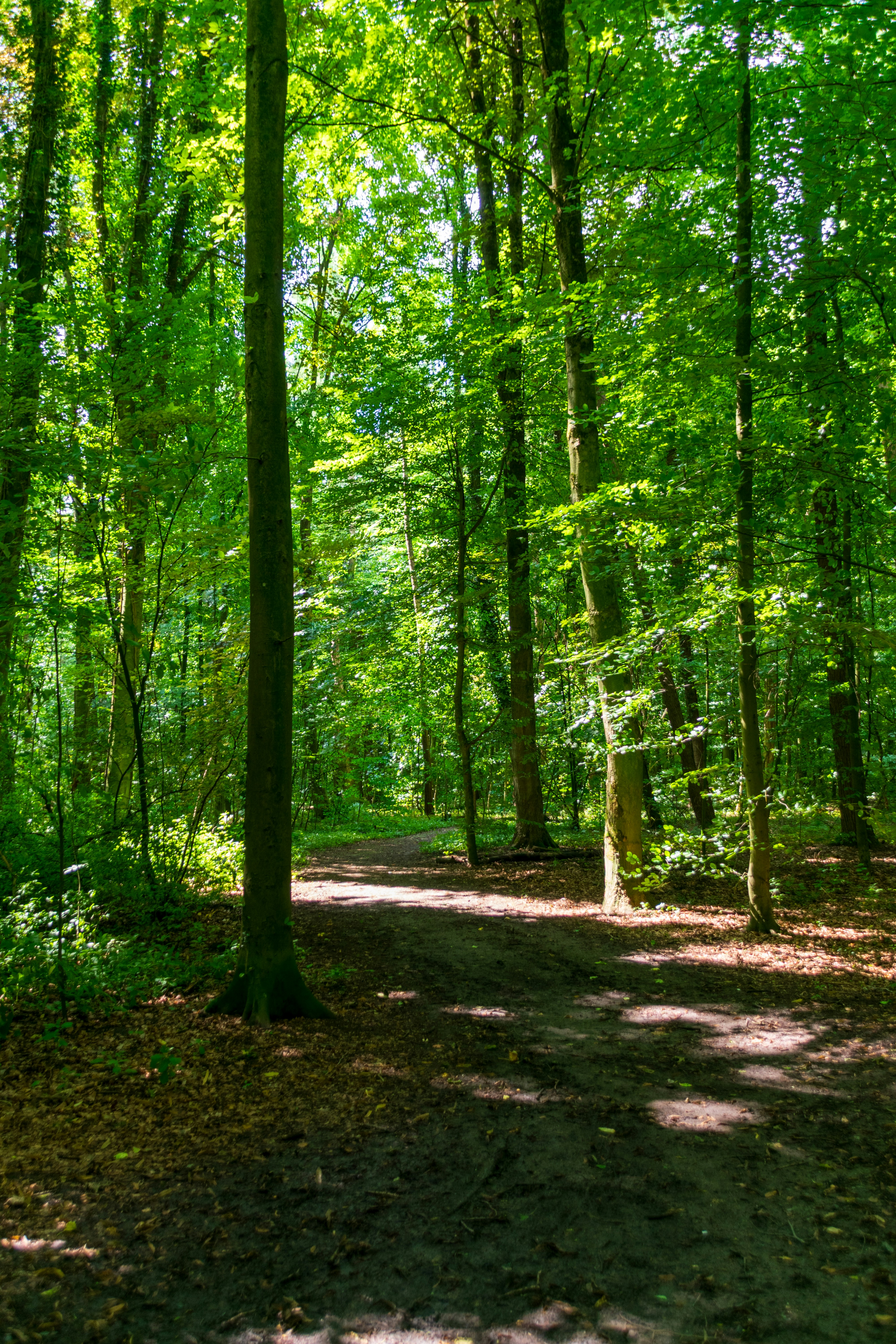 Sun-dappled trail meandering through a lush green forest, framed by towering trees and vibrant foliage.