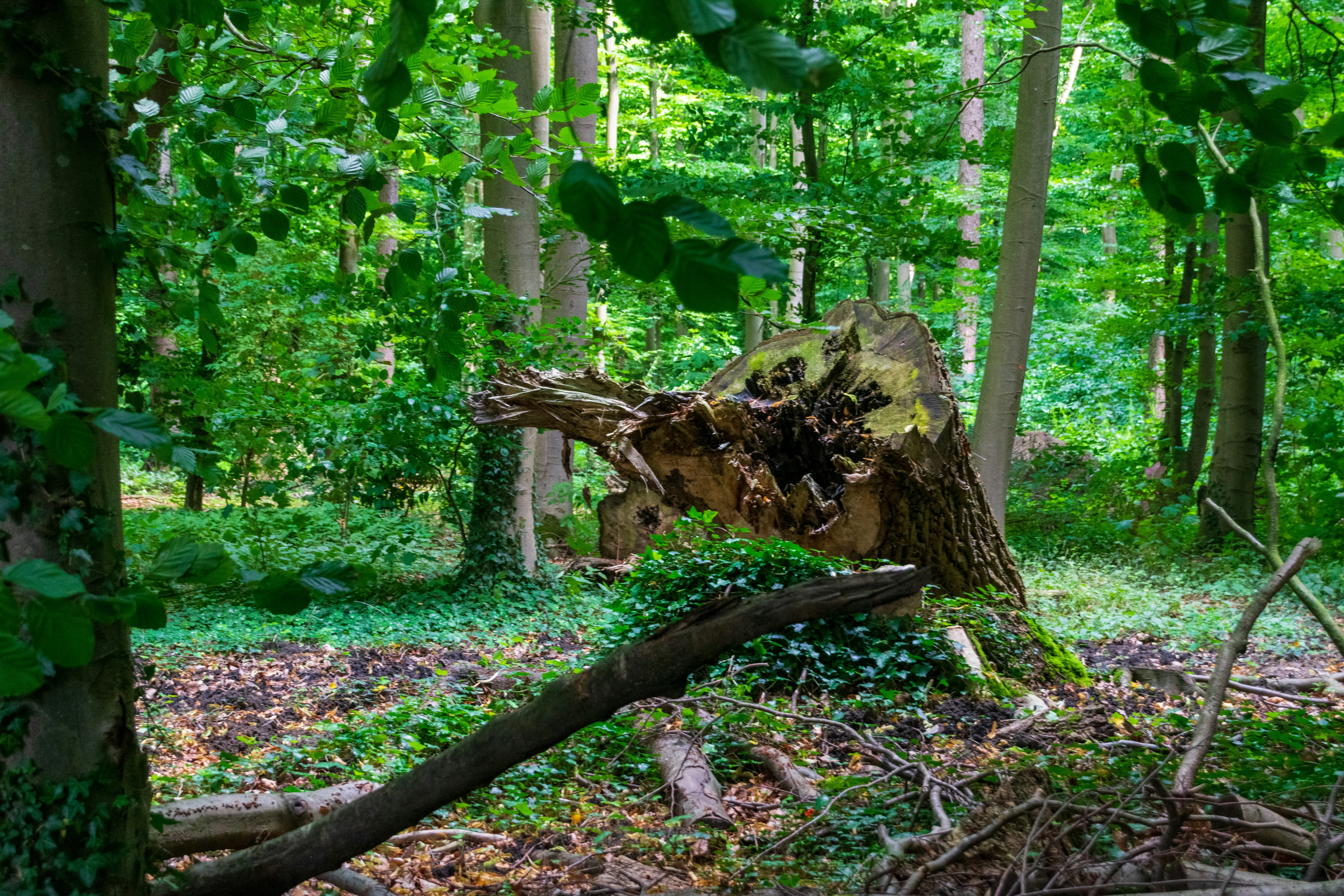 A weathered tree stump lies amidst lush greenery, surrounded by fallen branches and vibrant foliage. The scene highlights the interplay of decay and renewal in a forest environment.