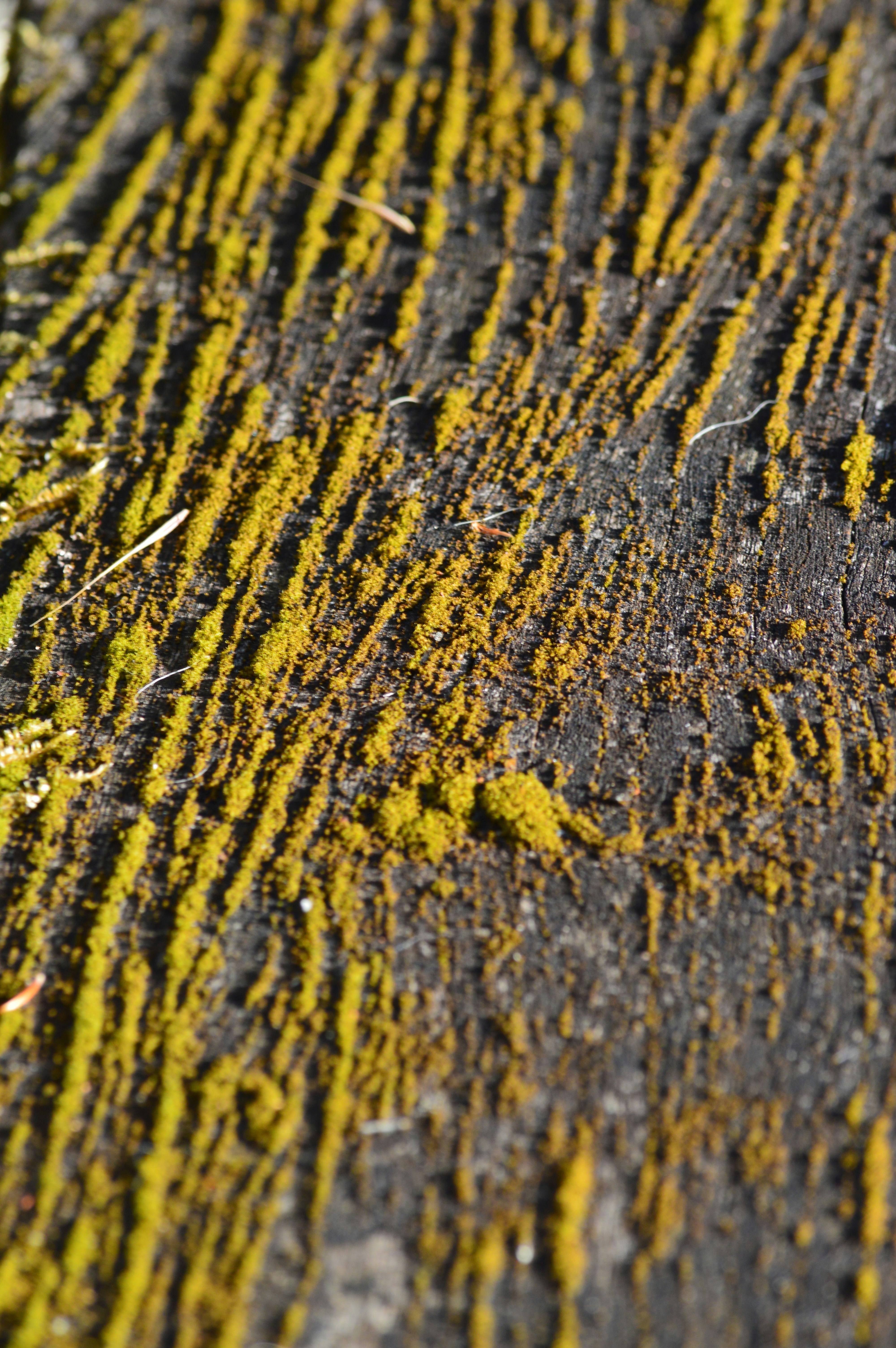 Nature's Textured Canvas: The Dance of Moss and Wood