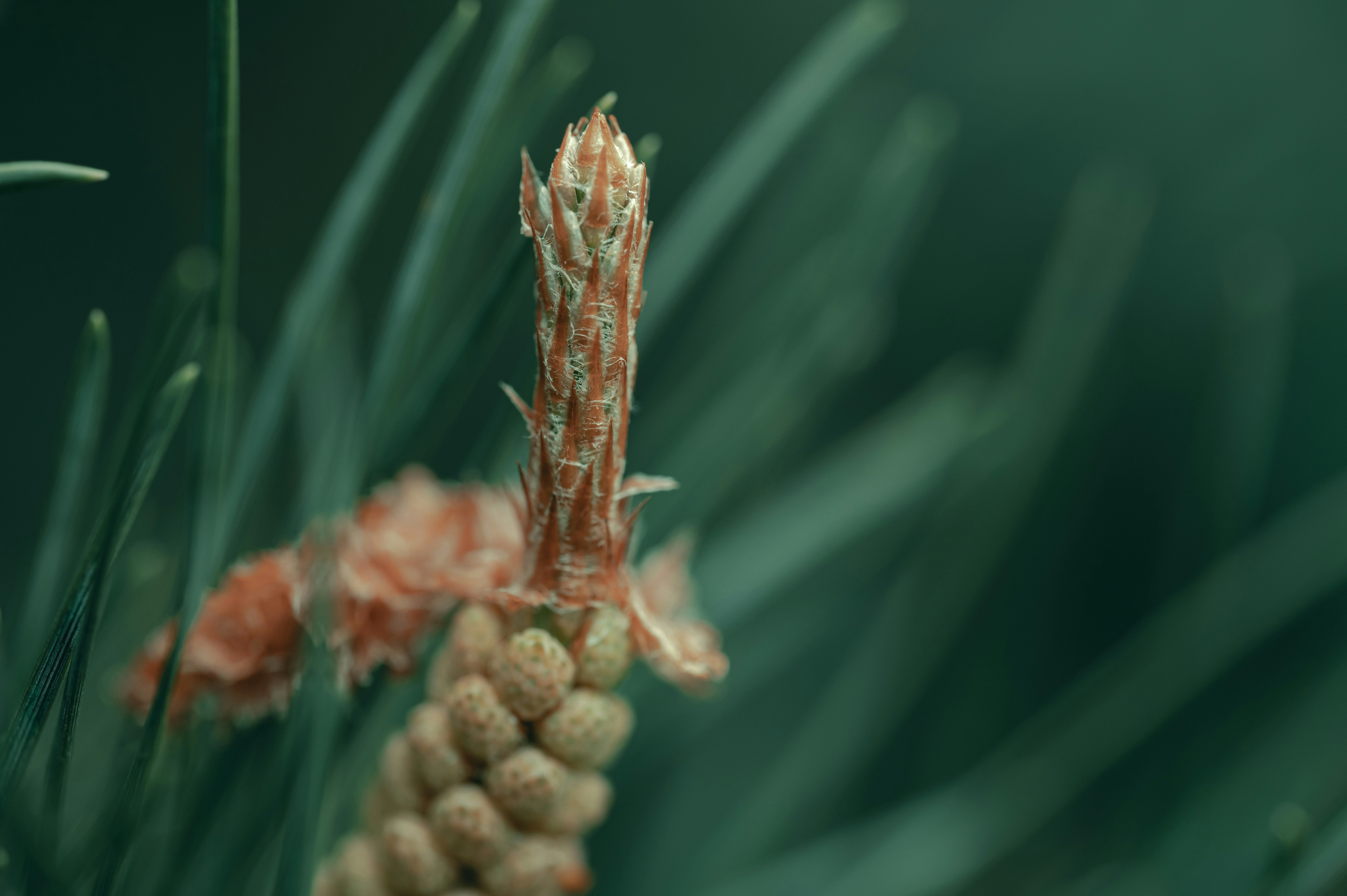 Close-up of a young pine cone surrounded by delicate green needles, showcasing the intricate details of new growth. 