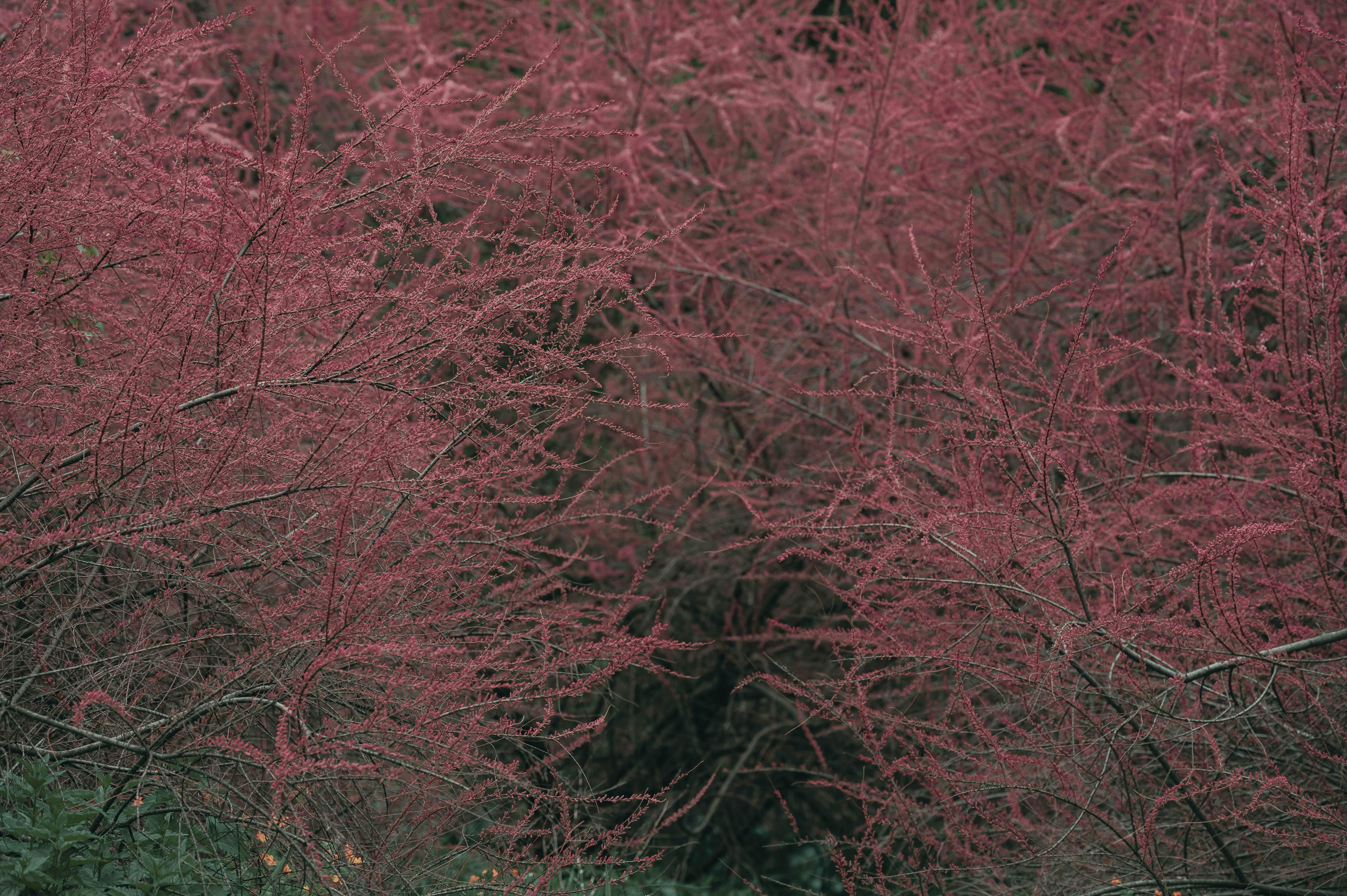 Pink branches fill the frame.