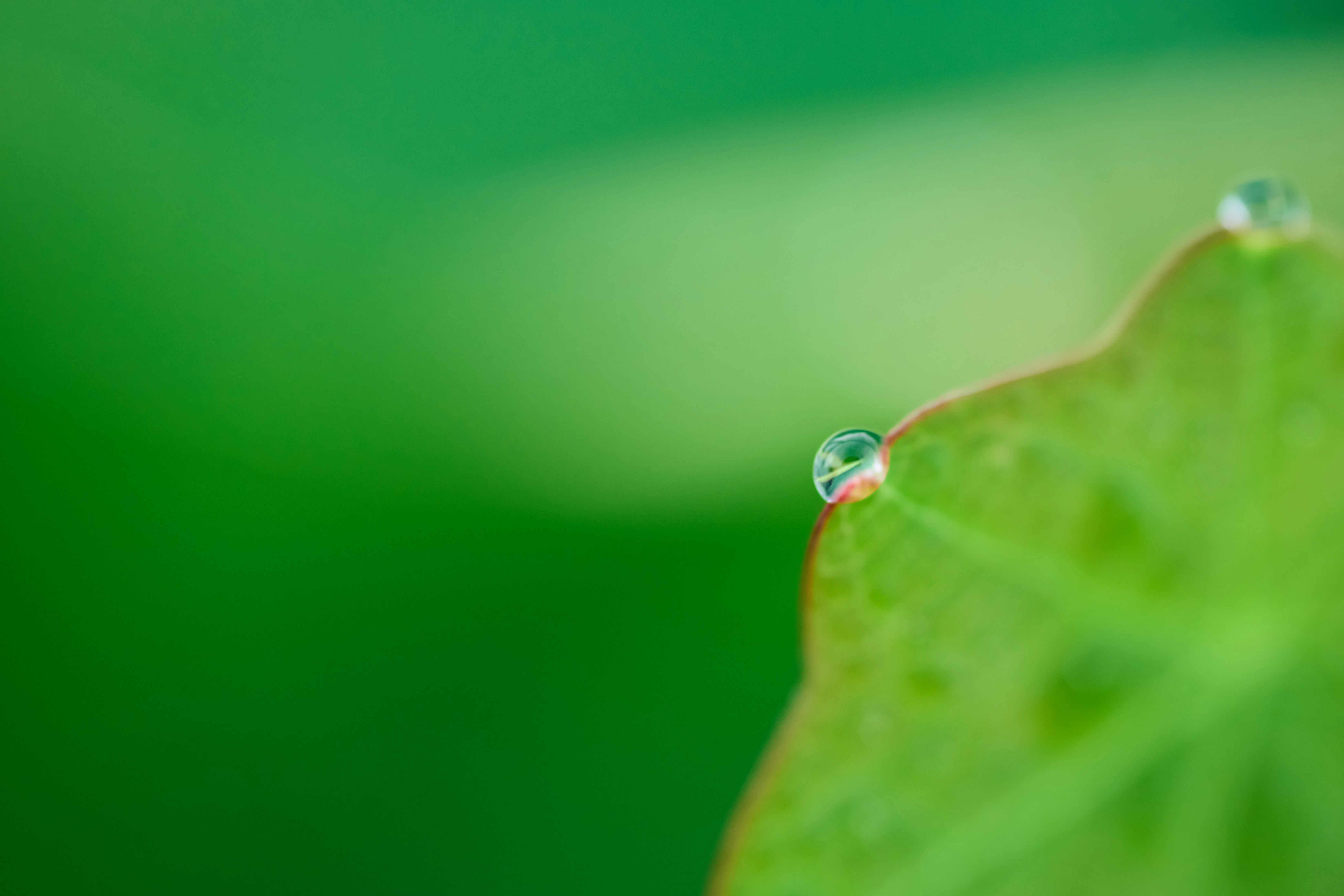 Close-up of a water droplet perched on the edge of a green leaf, with a soft-focus background enhancing the natural beauty.