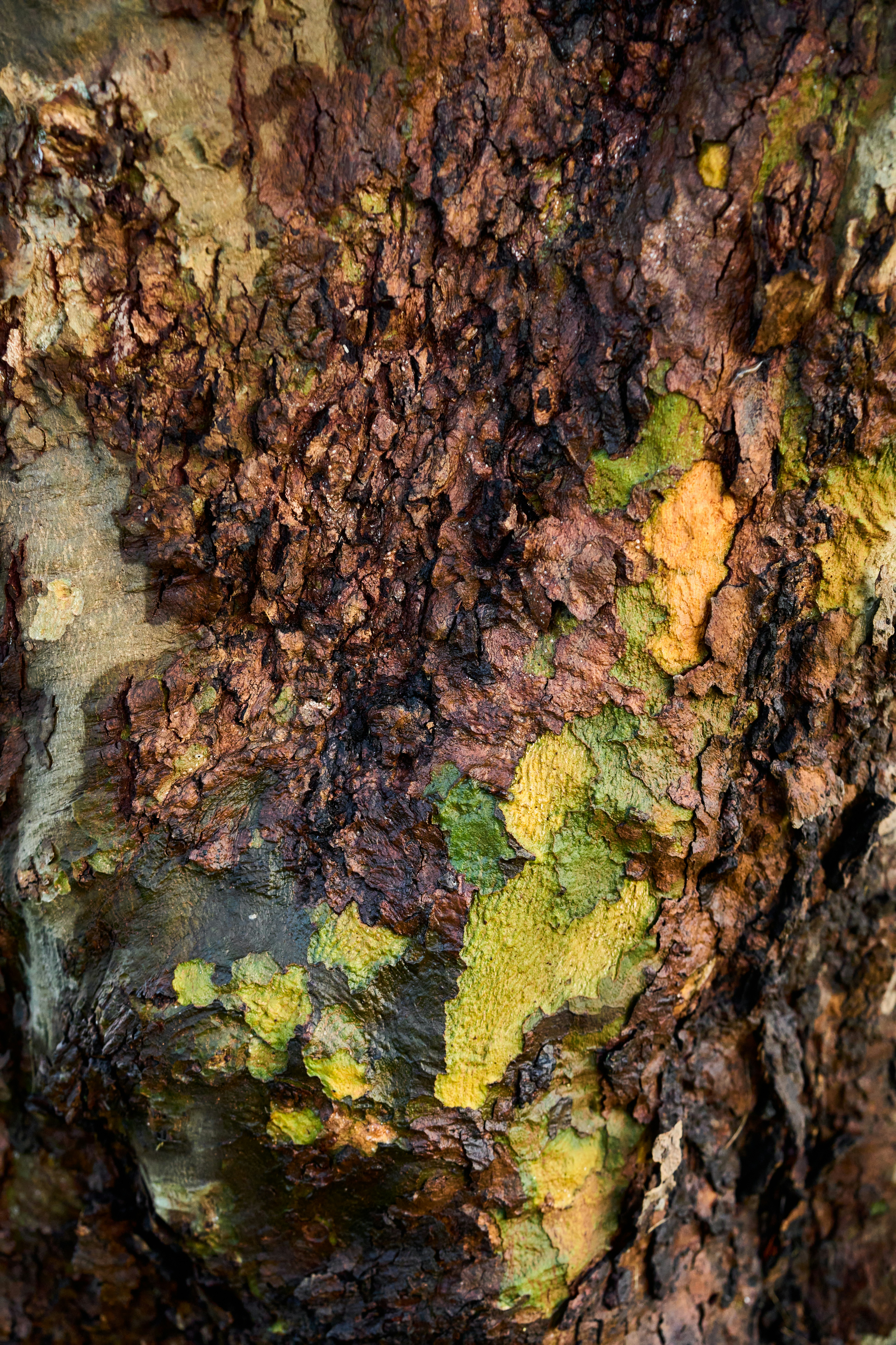 Intricate patterns of bark showcasing a rich tapestry of colors and textures. This close-up reveals the natural artistry found in tree bark.