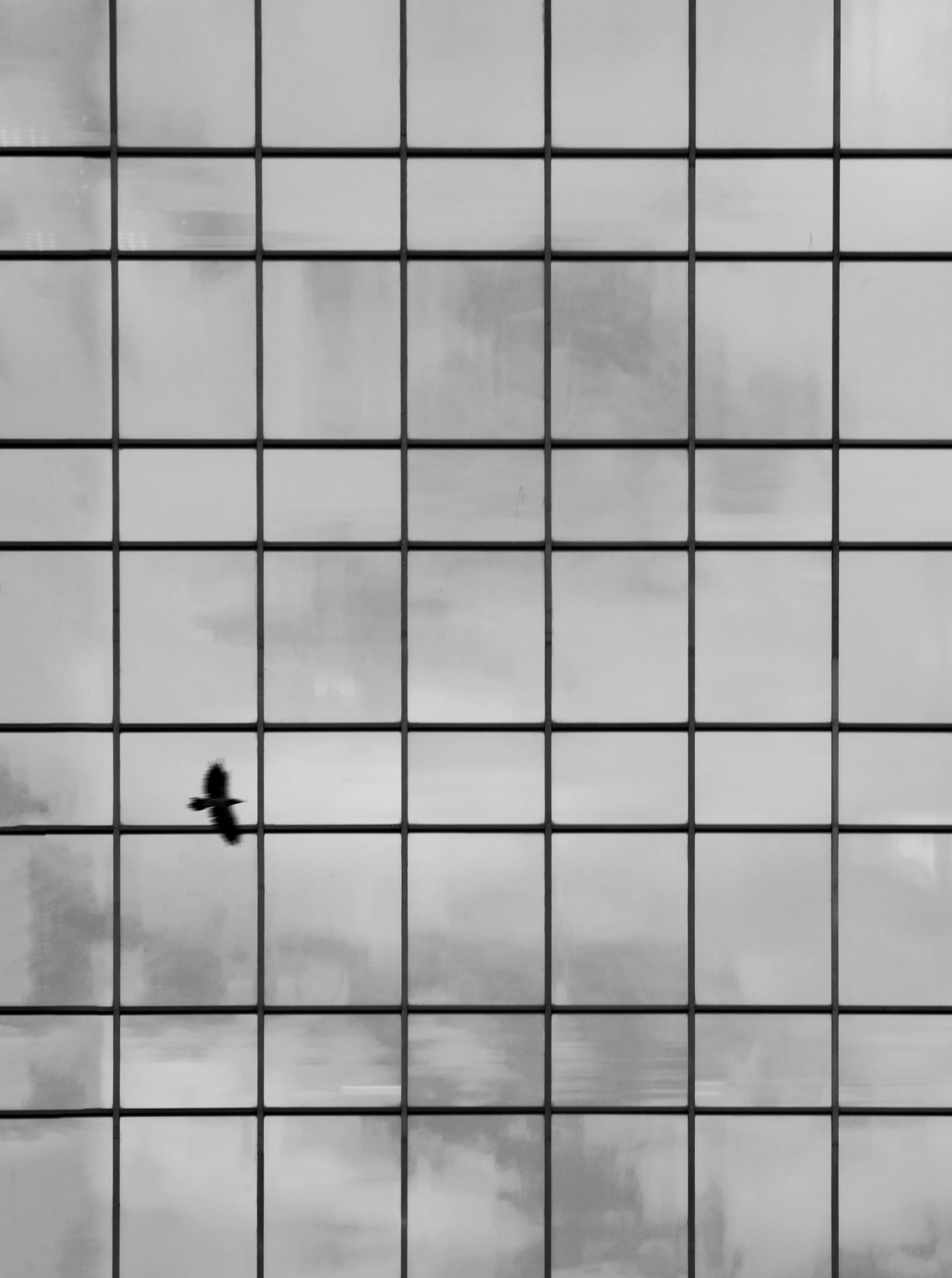 A bird flies against the building's grid.