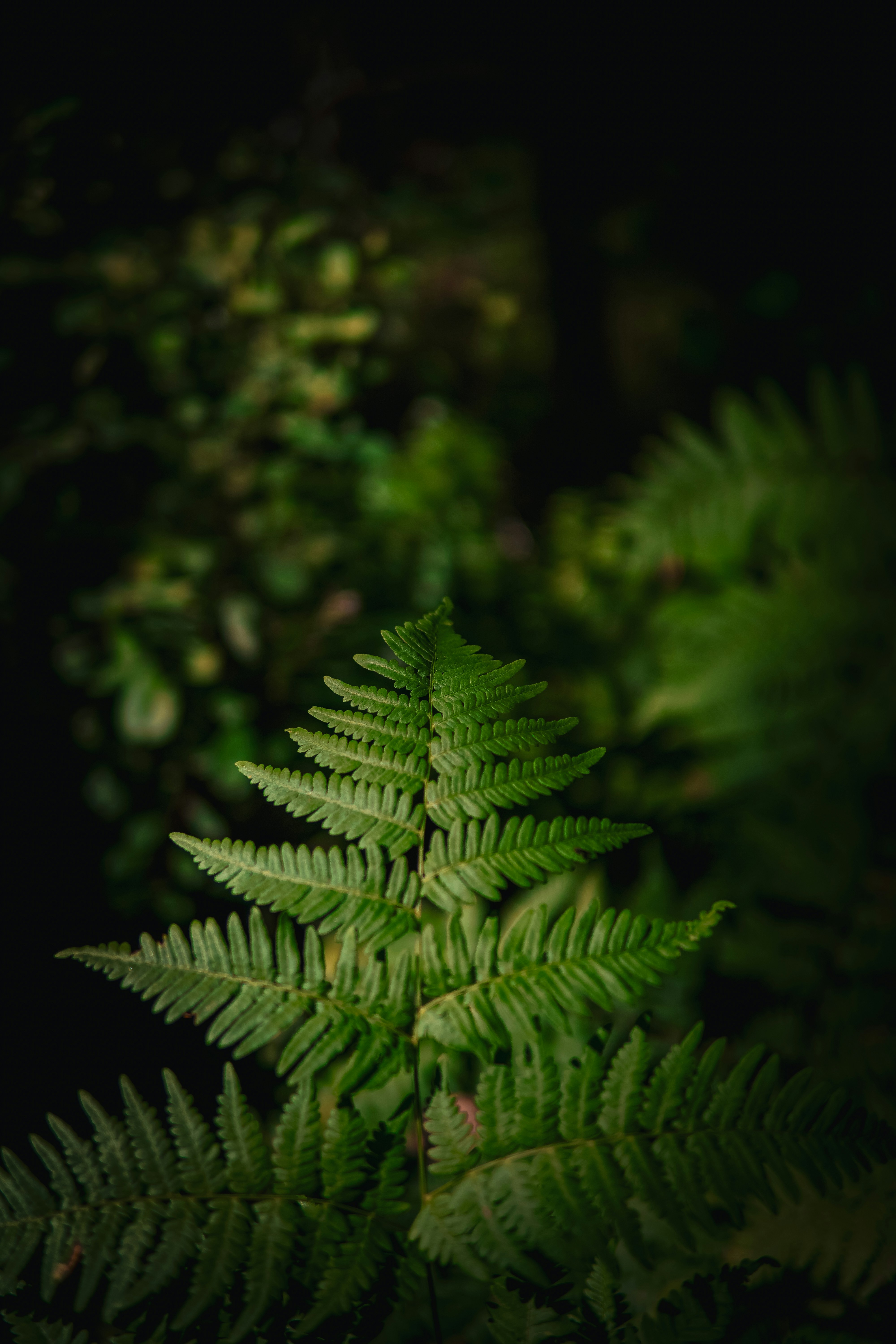 A lush fern stands out against the dark background.