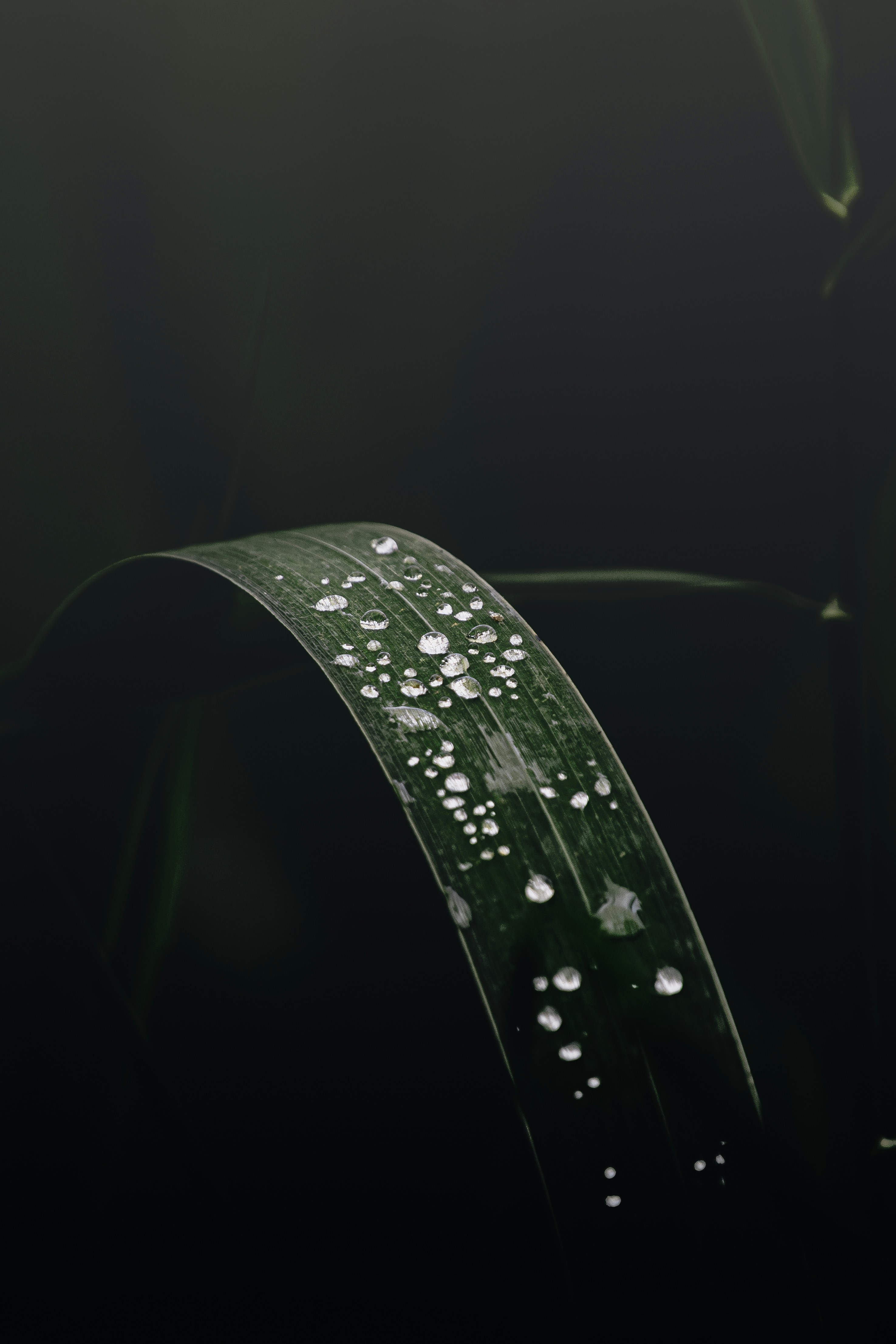 Whispers of Nature: A Leaf's Reflection