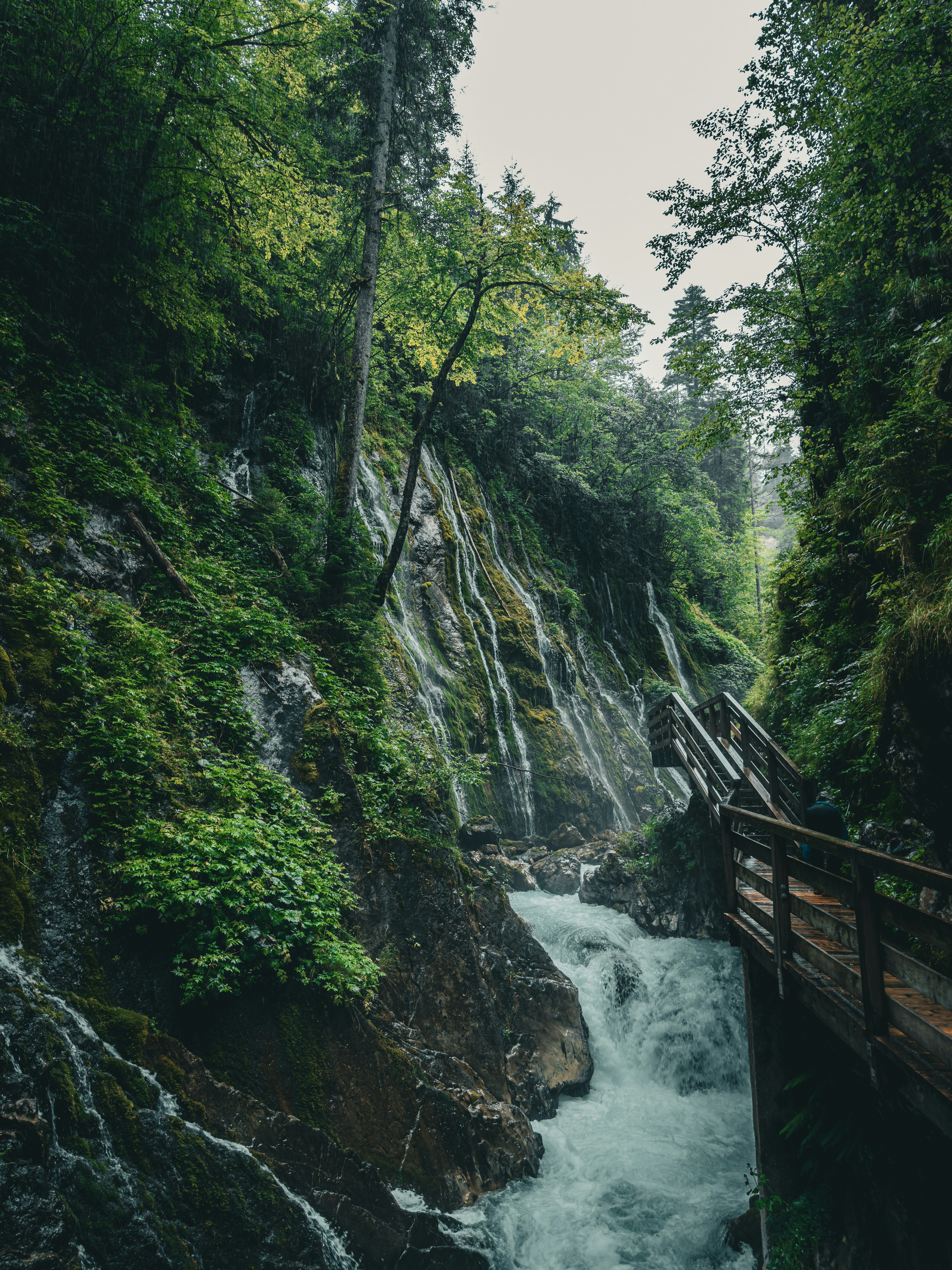 A river cascades through a lush, green forest.