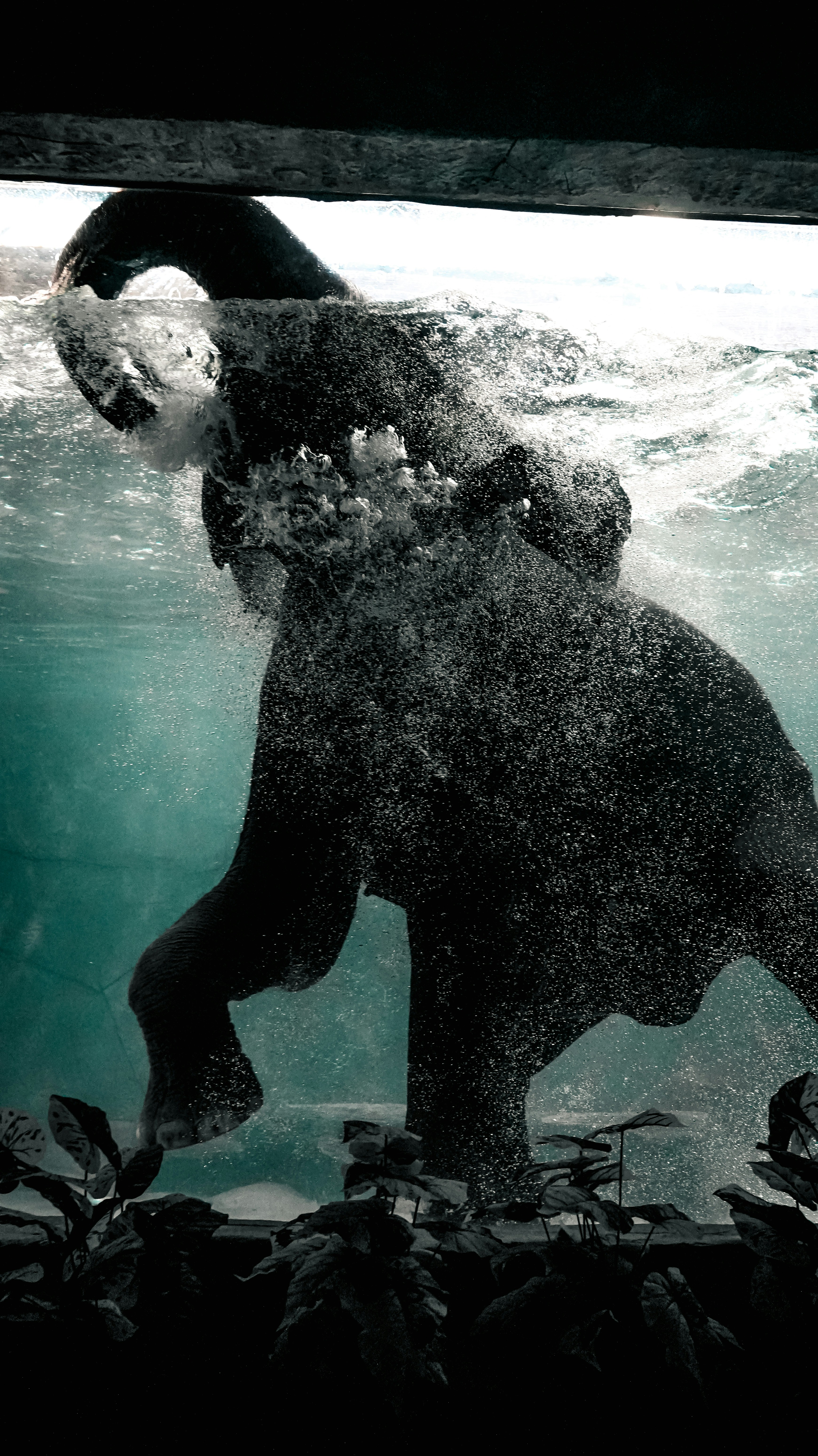 Beneath the Surface: An Elephant's Aquatic Dance