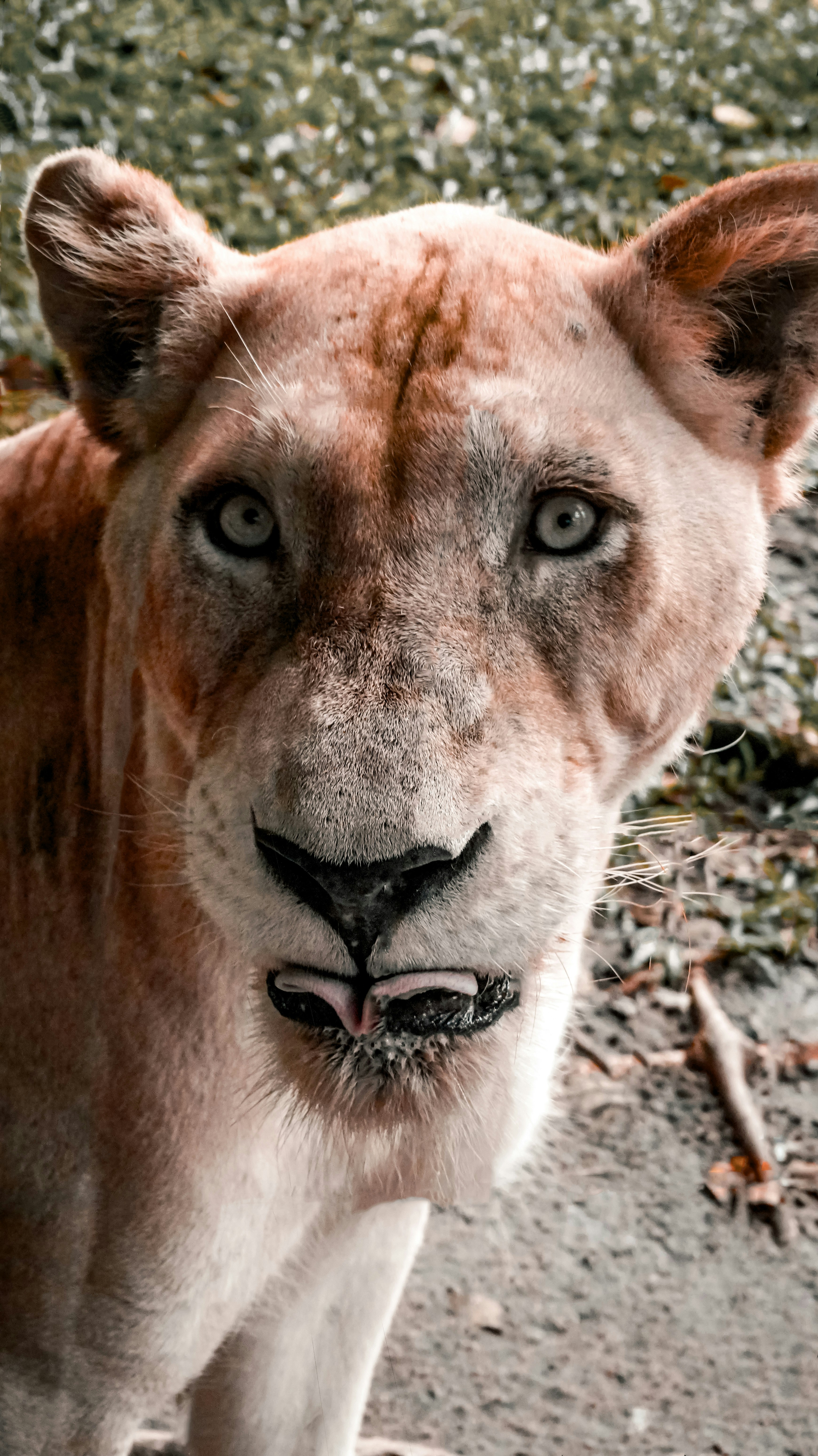 A lioness stares directly at the camera. photo – Free Animal Image on ...