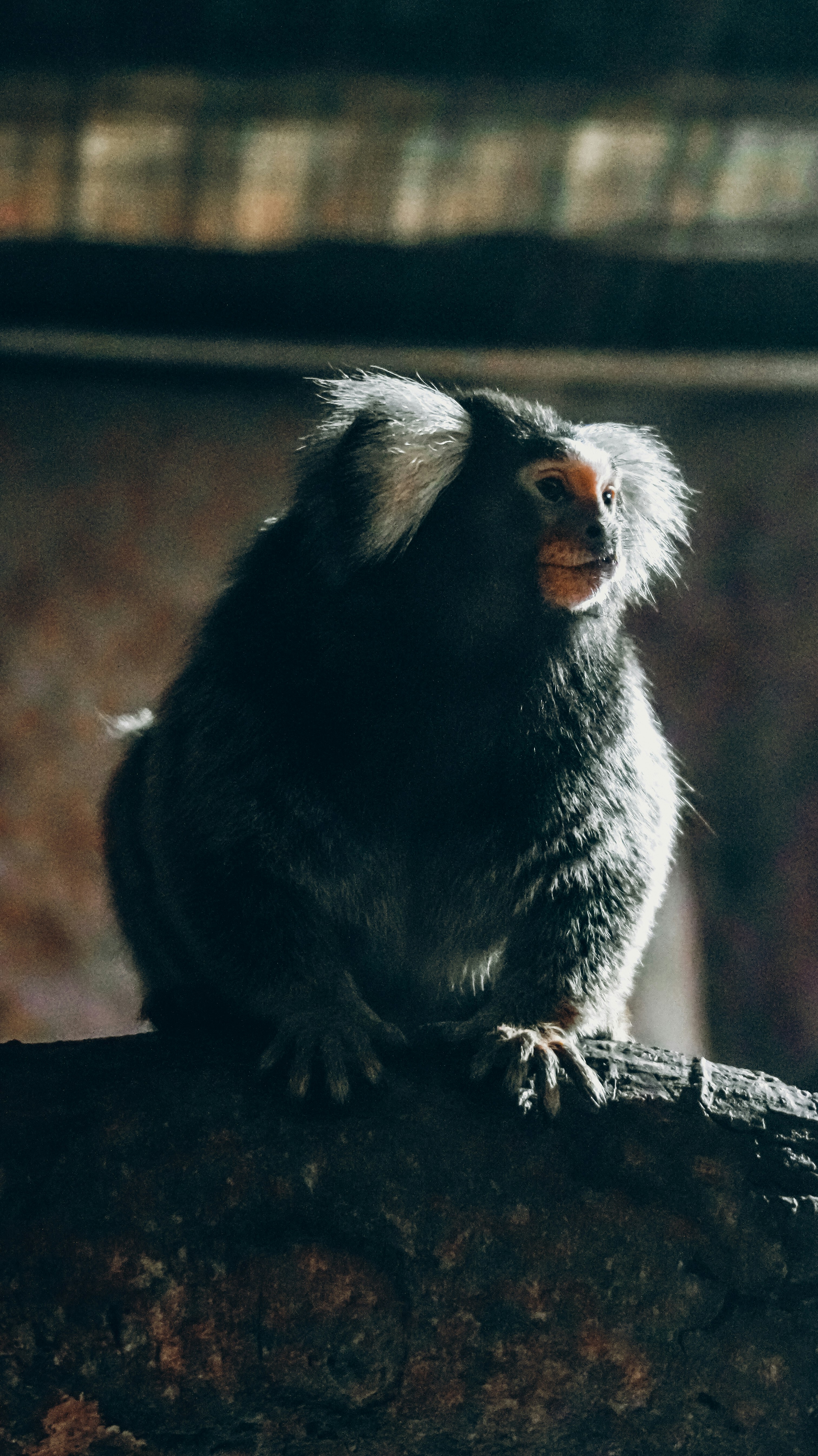 Whiskered Wonder in Soft Light