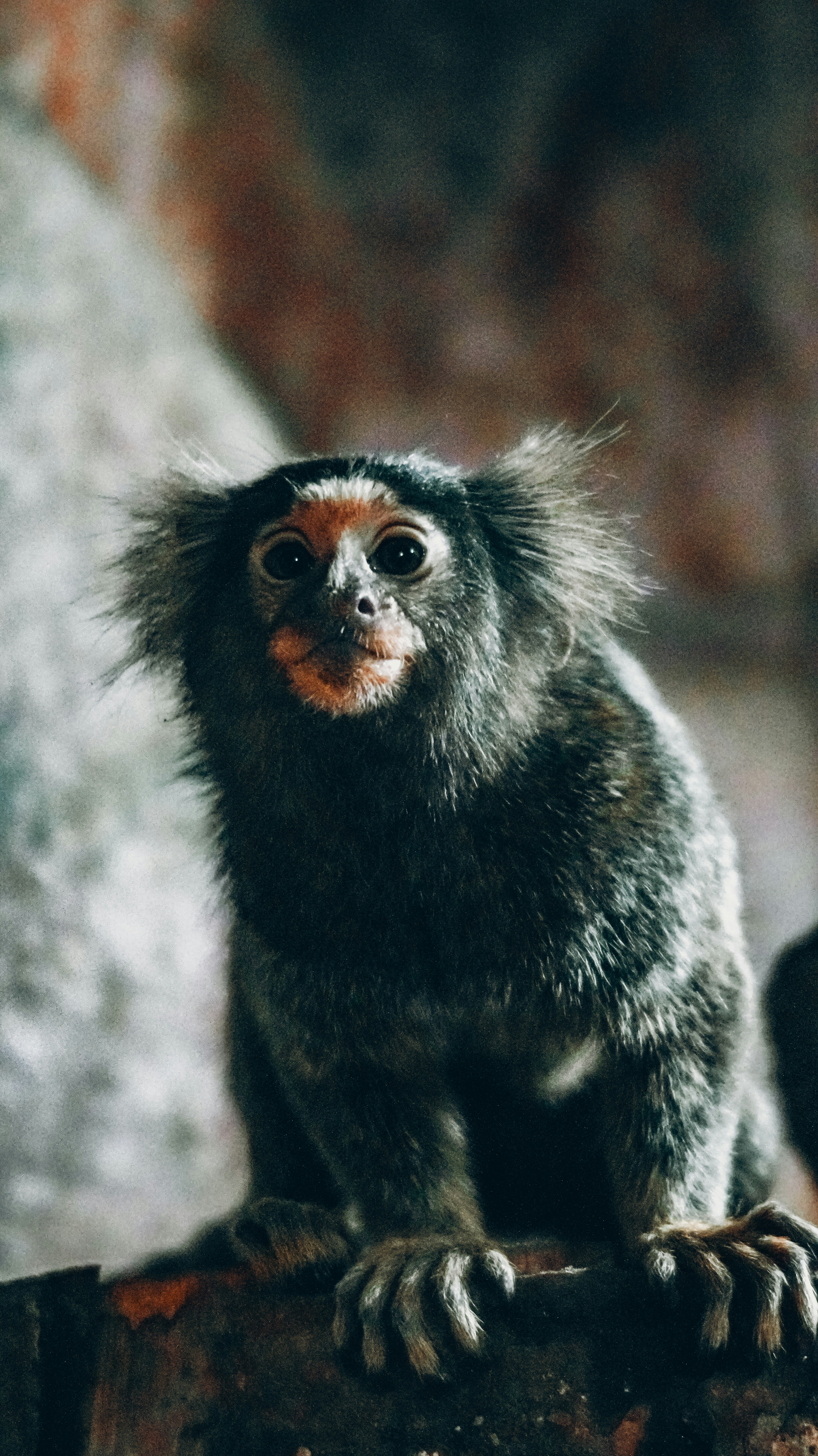 Whimsical Gaze of the Marmoset