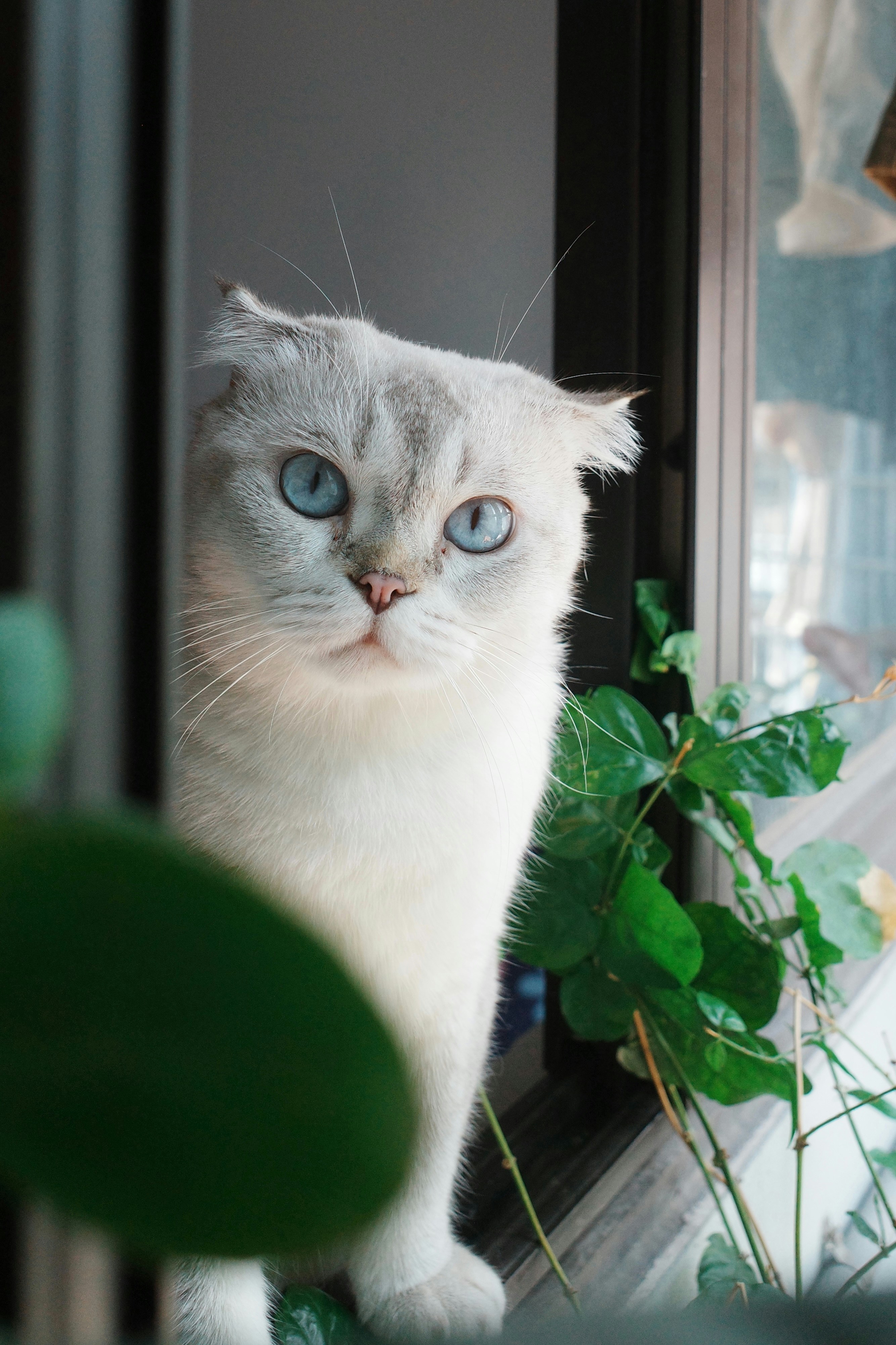 Whiskered Wonder in Sunlit Serenity