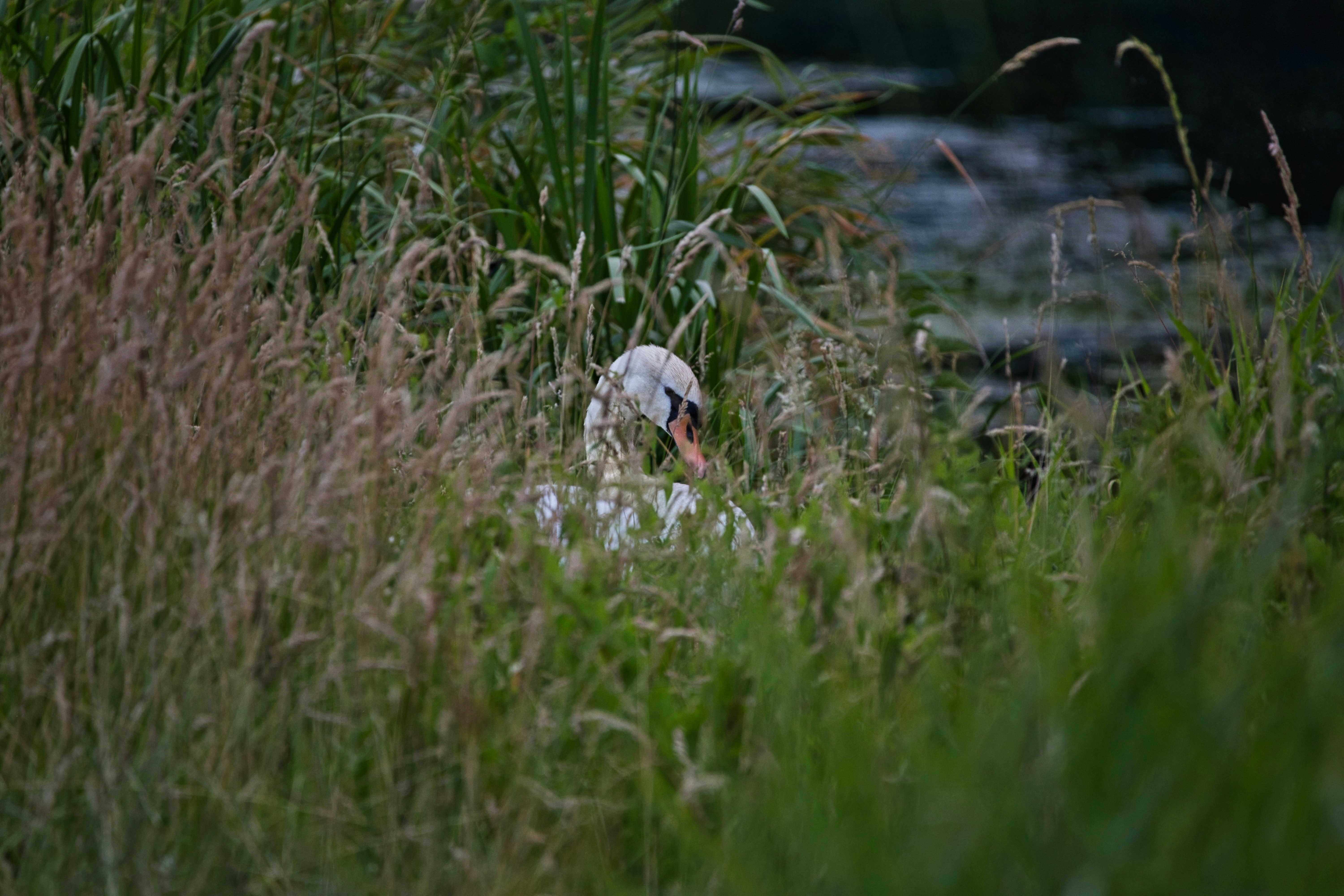 Serenity in the Tall Grass