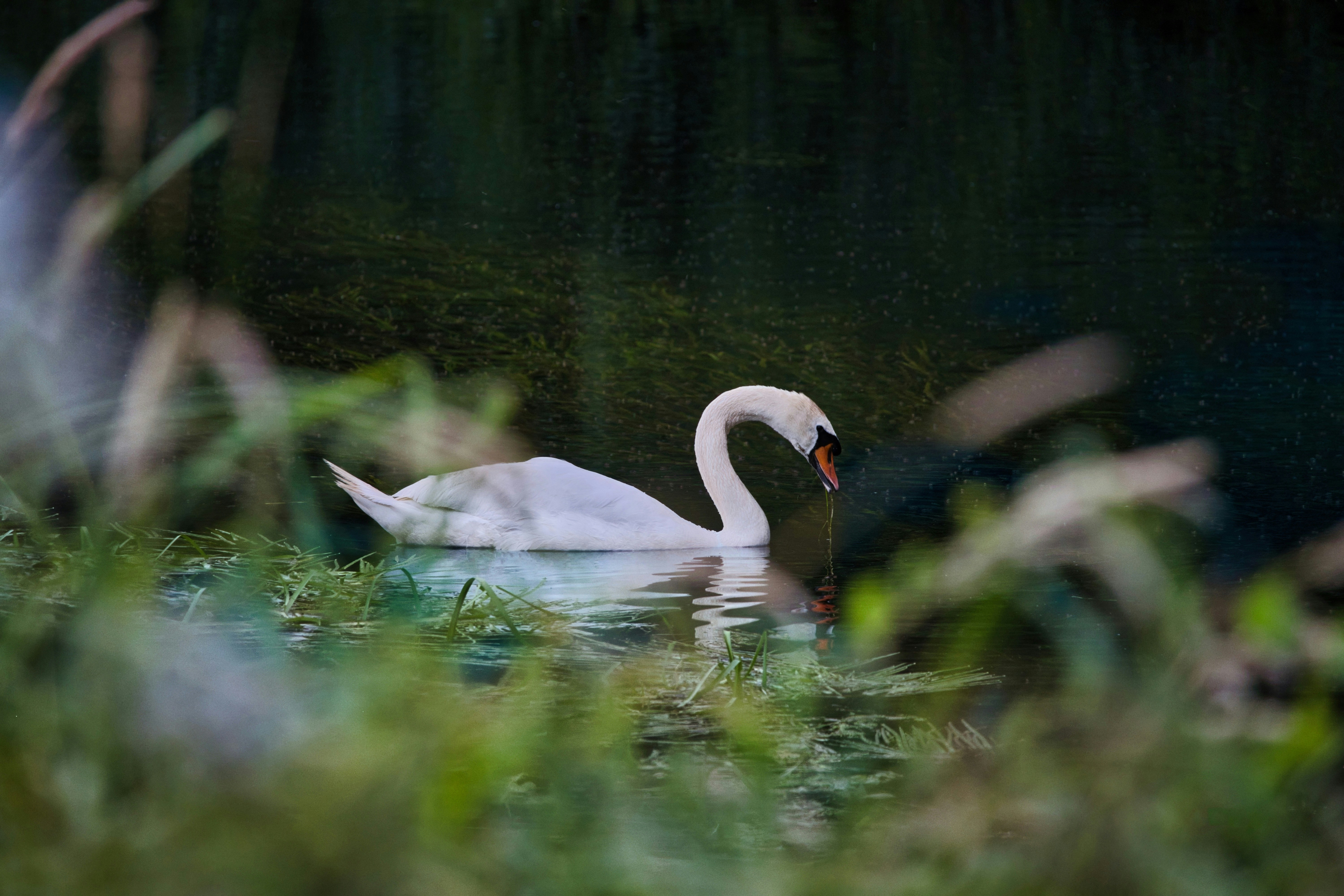 Elegance in Stillness: A Swan's Solitude