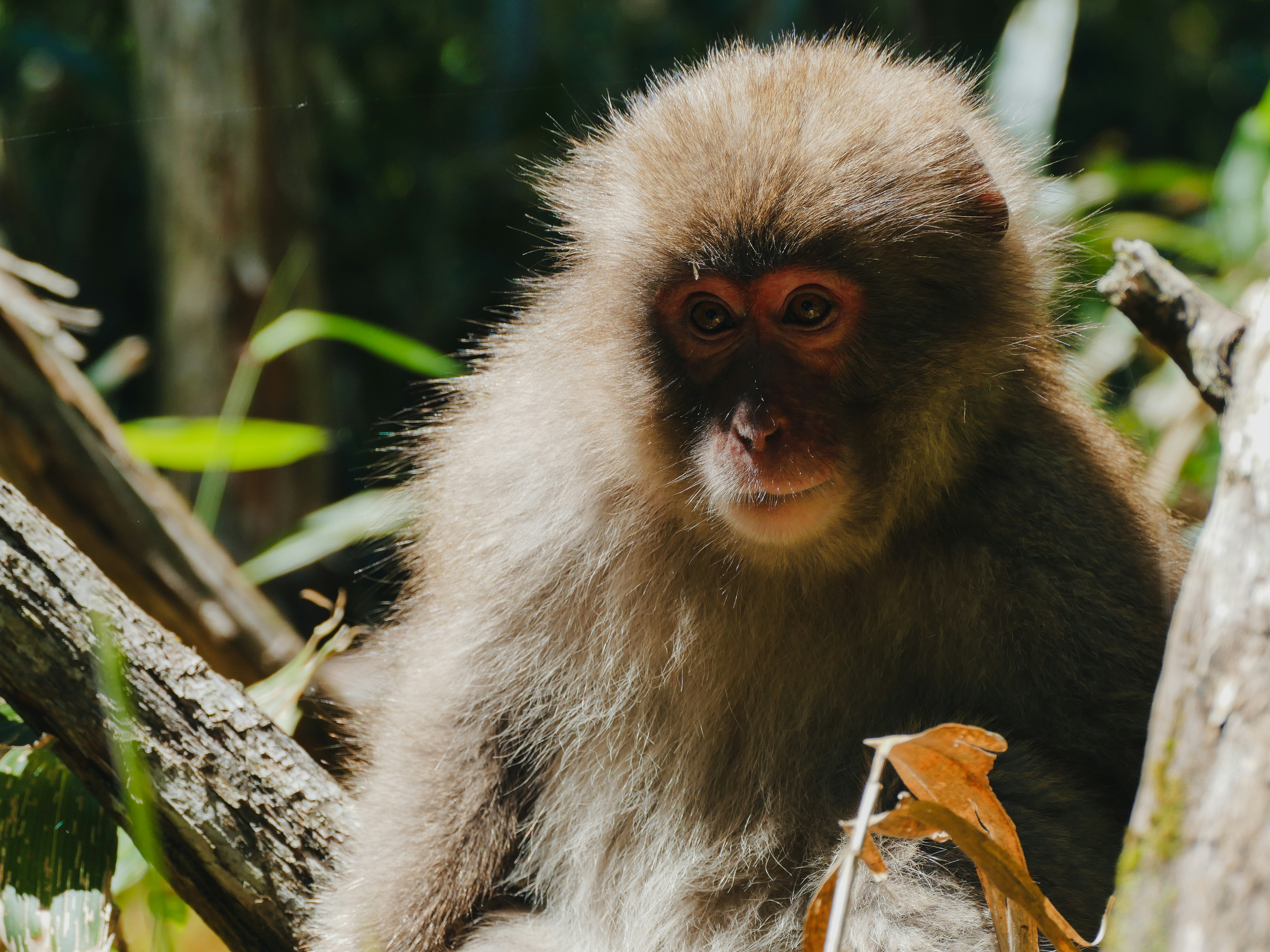 A young monkey sits thoughtfully among foliage and fallen branches, illuminated by soft sunlight. Its expressive eyes reveal a moment of curiosity.