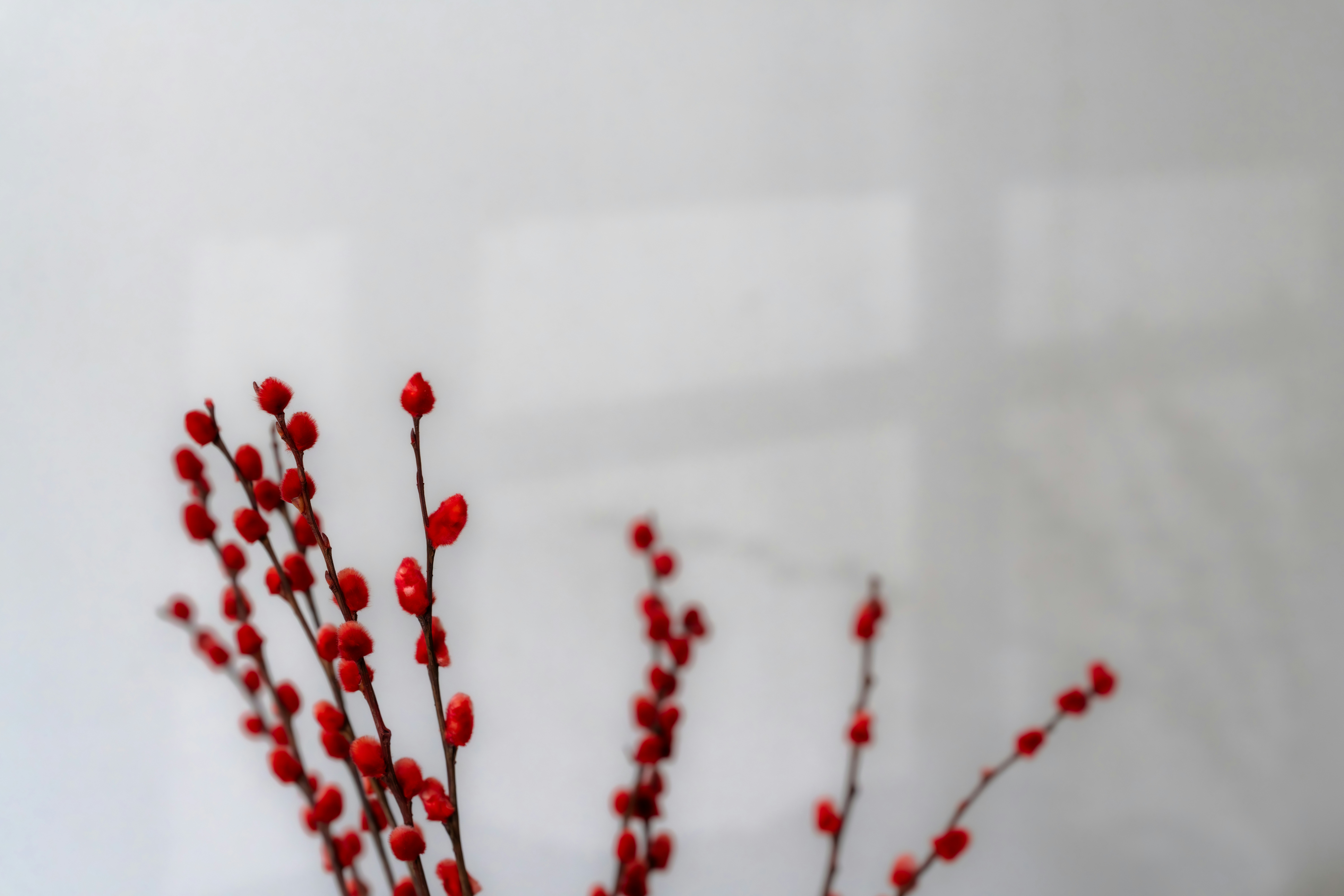 Delicate red buds emerge from slender branches, casting subtle shadows on a softly lit background.