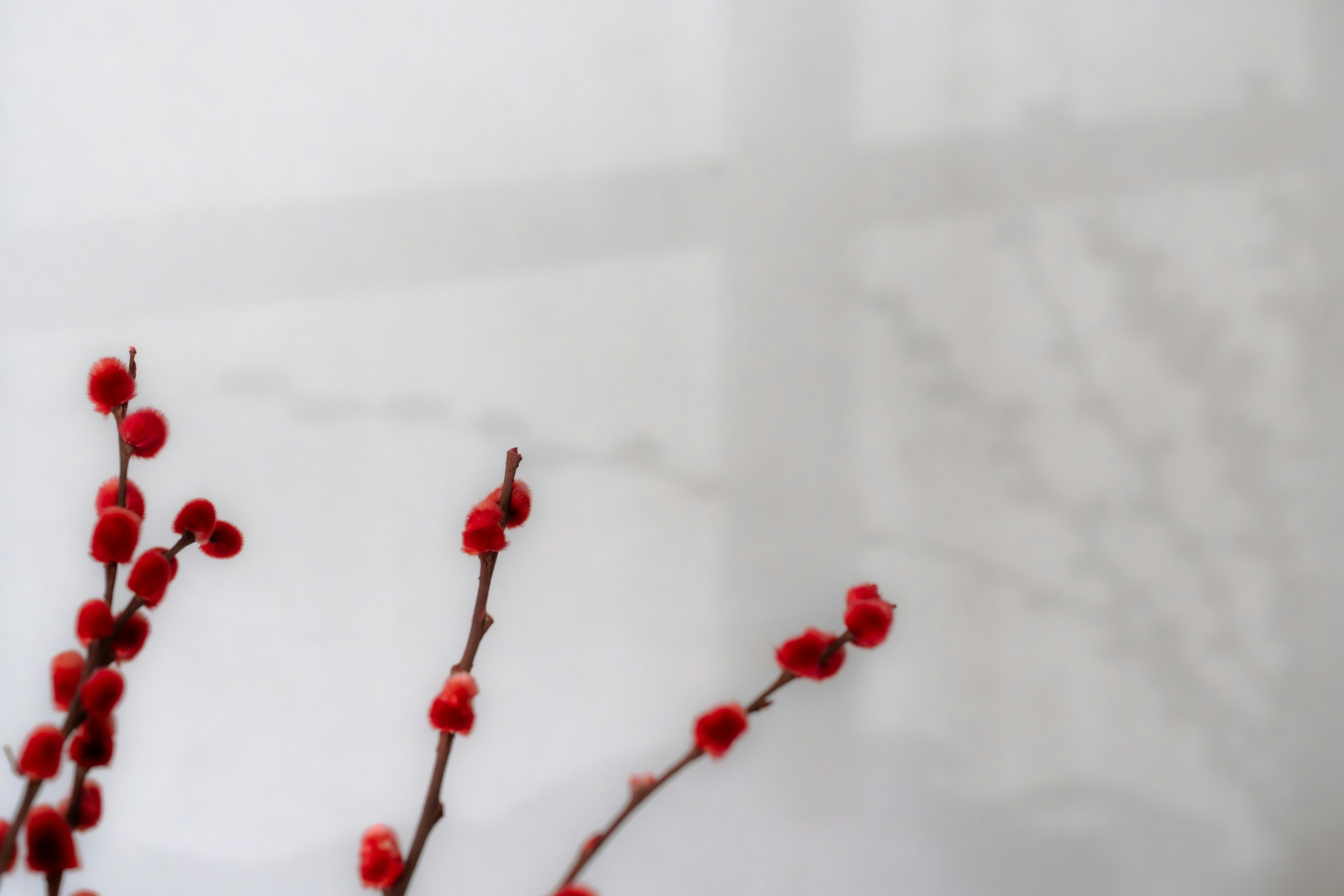 Cherry blossom branch adorned with vibrant red buds against a soft, blurred background. The subtle interplay of light creates an ethereal atmosphere.
