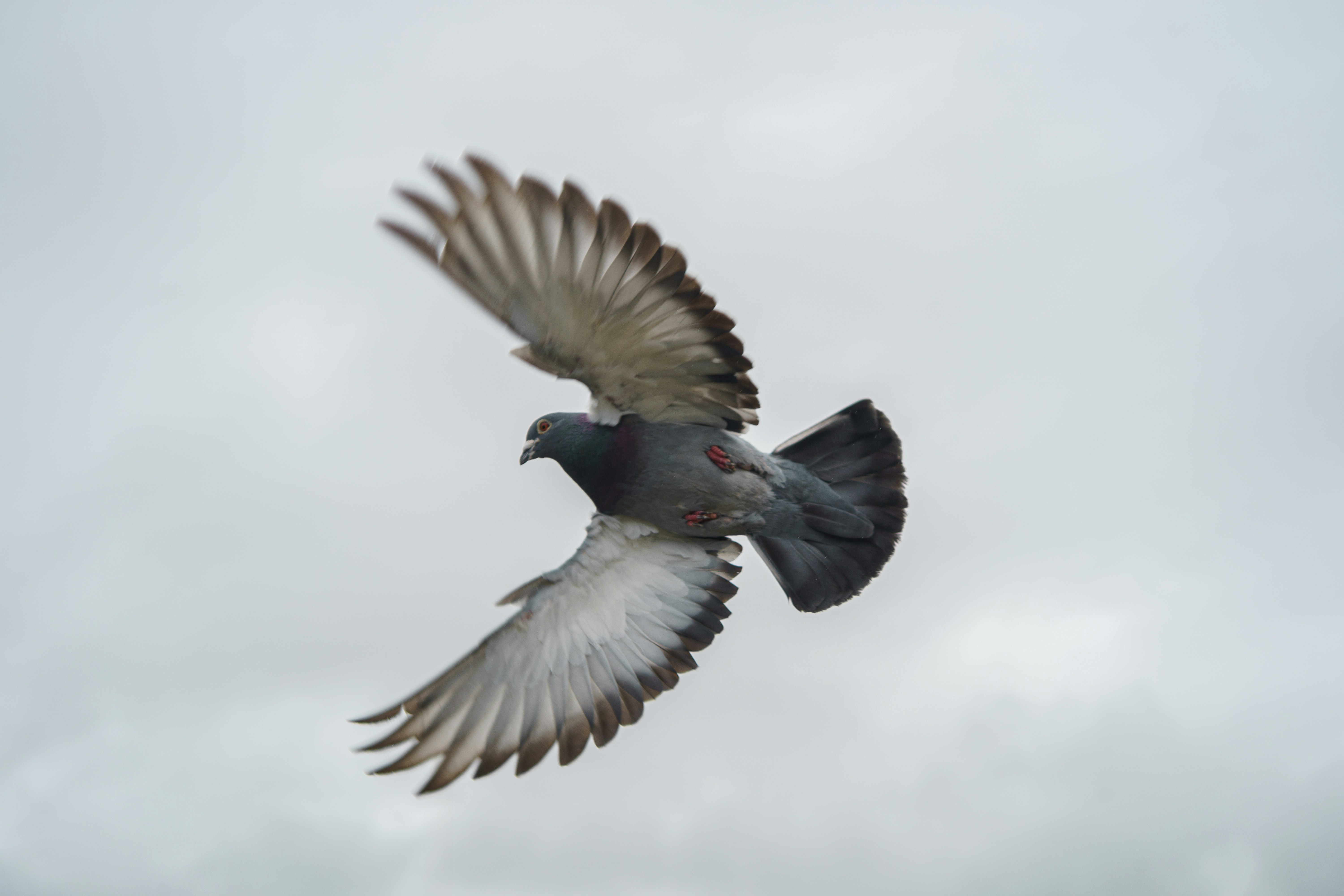 Wings in Motion: The Dance of a Pigeon