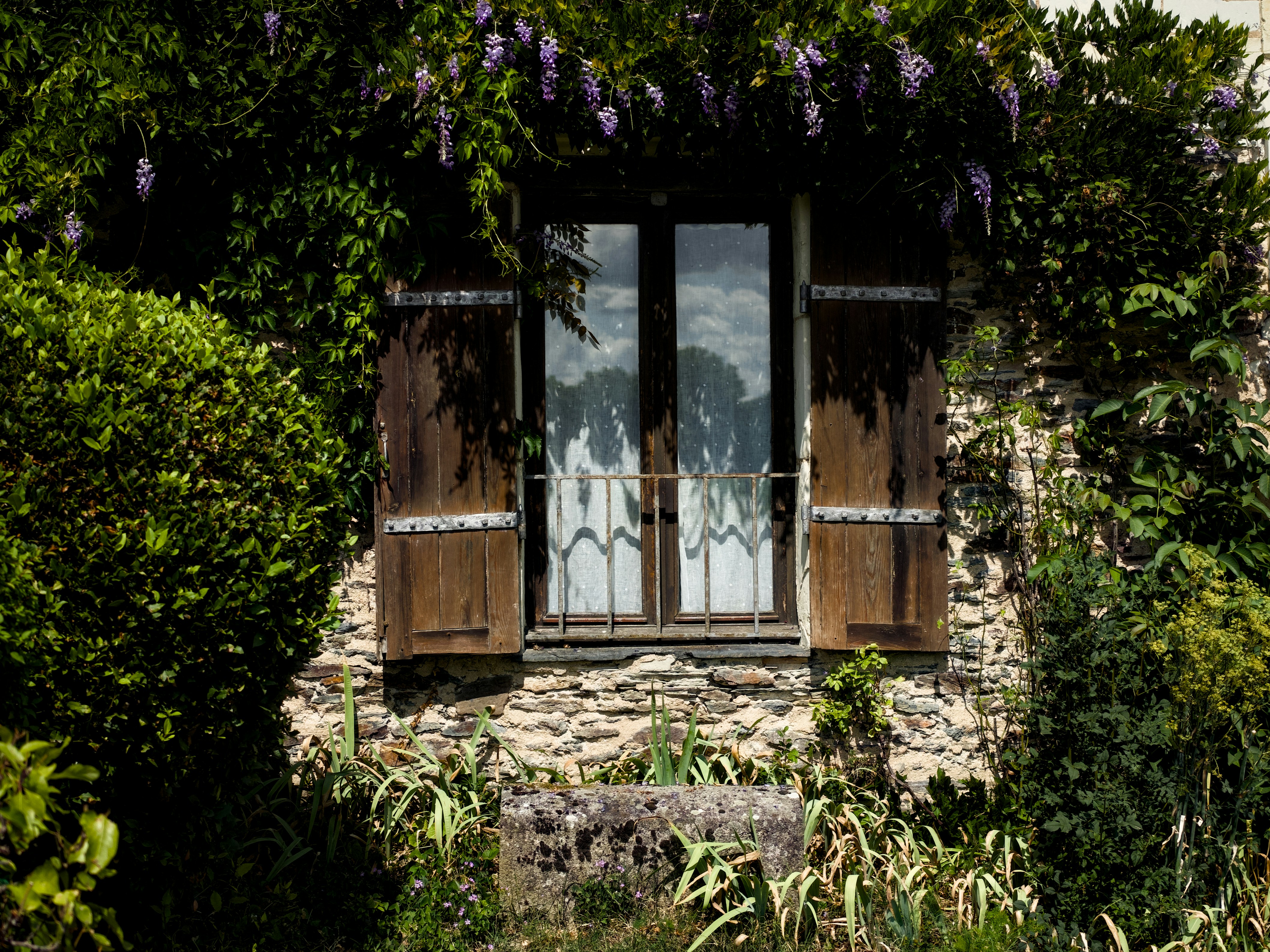 Window with shutters, vines, and greenery.