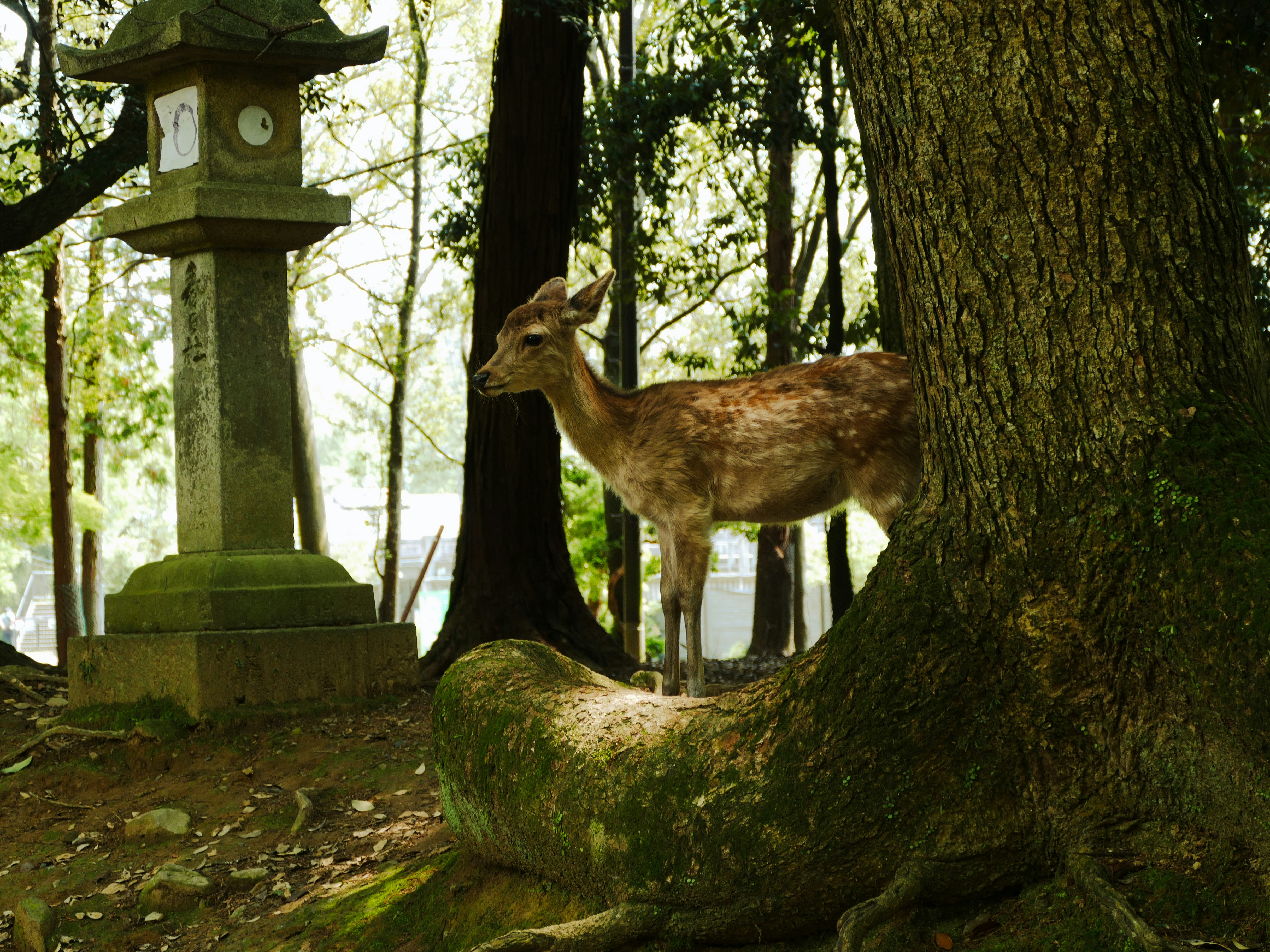 Quiet Encounter: A Deer Pauses by a Mossy Root and Stone Lantern in Sunlit Woods