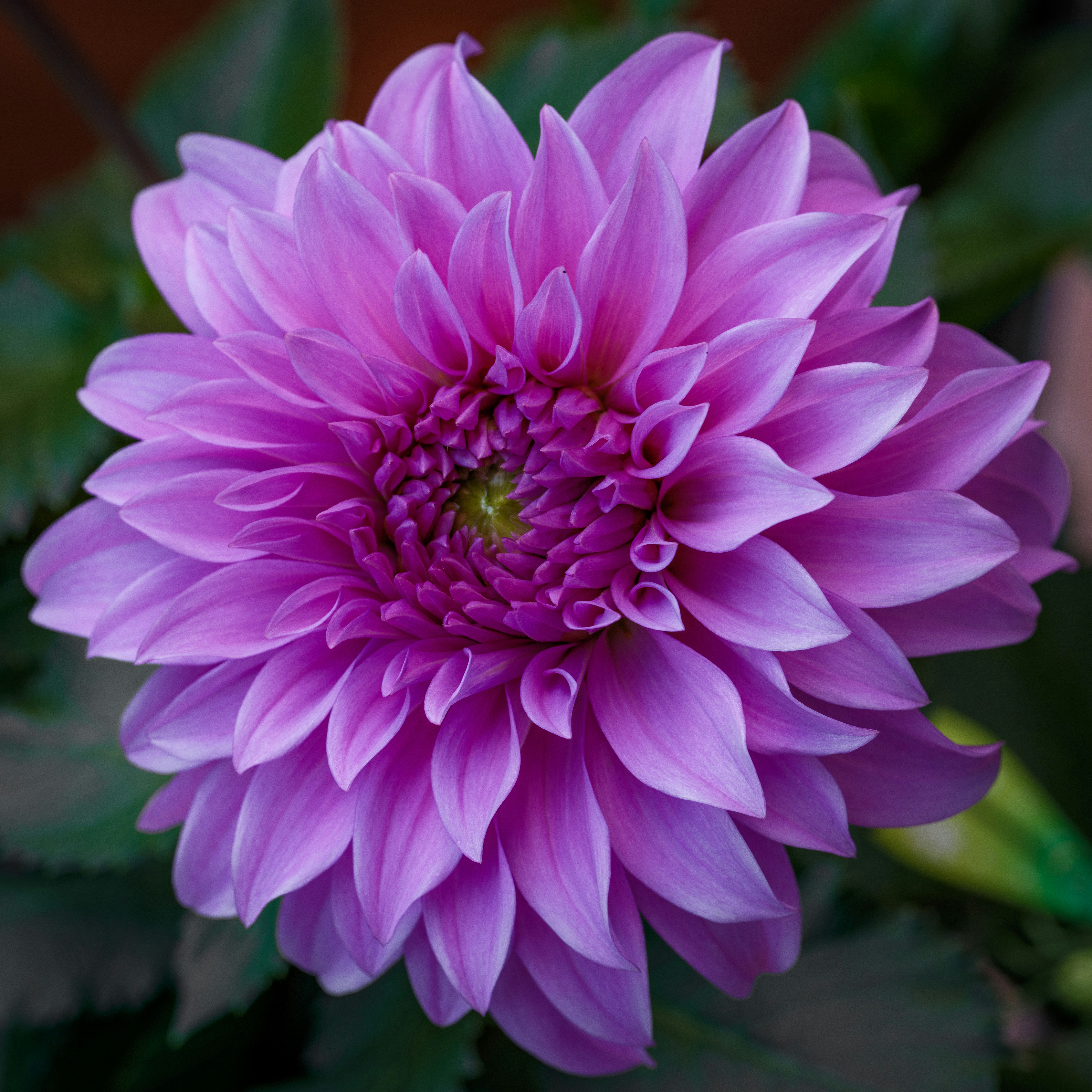 Dahlia | A beautiful, purple dahlia is in full bloom.