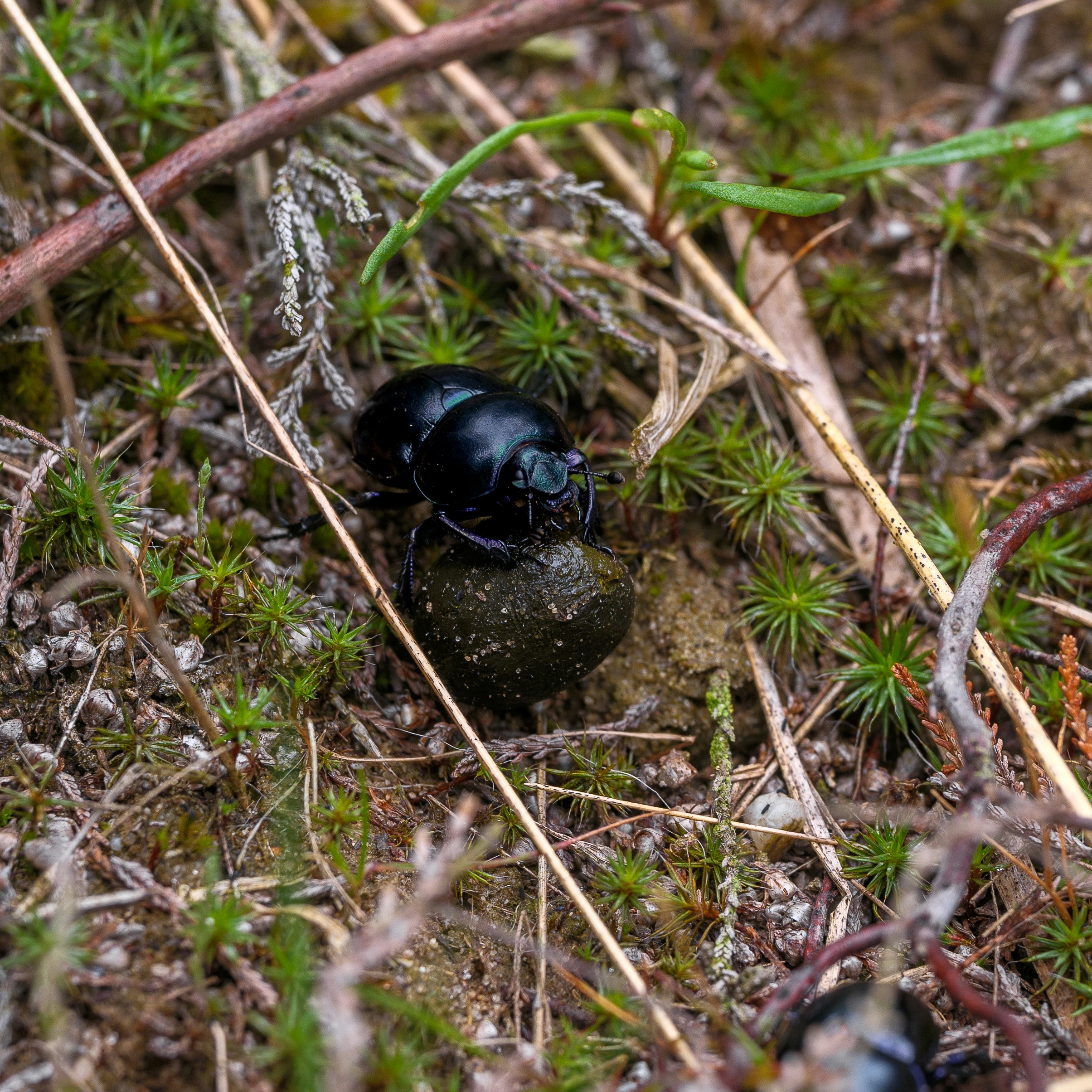 Glossy Dung Beetle Pushing a Mossy Ball Through the Forest Understory