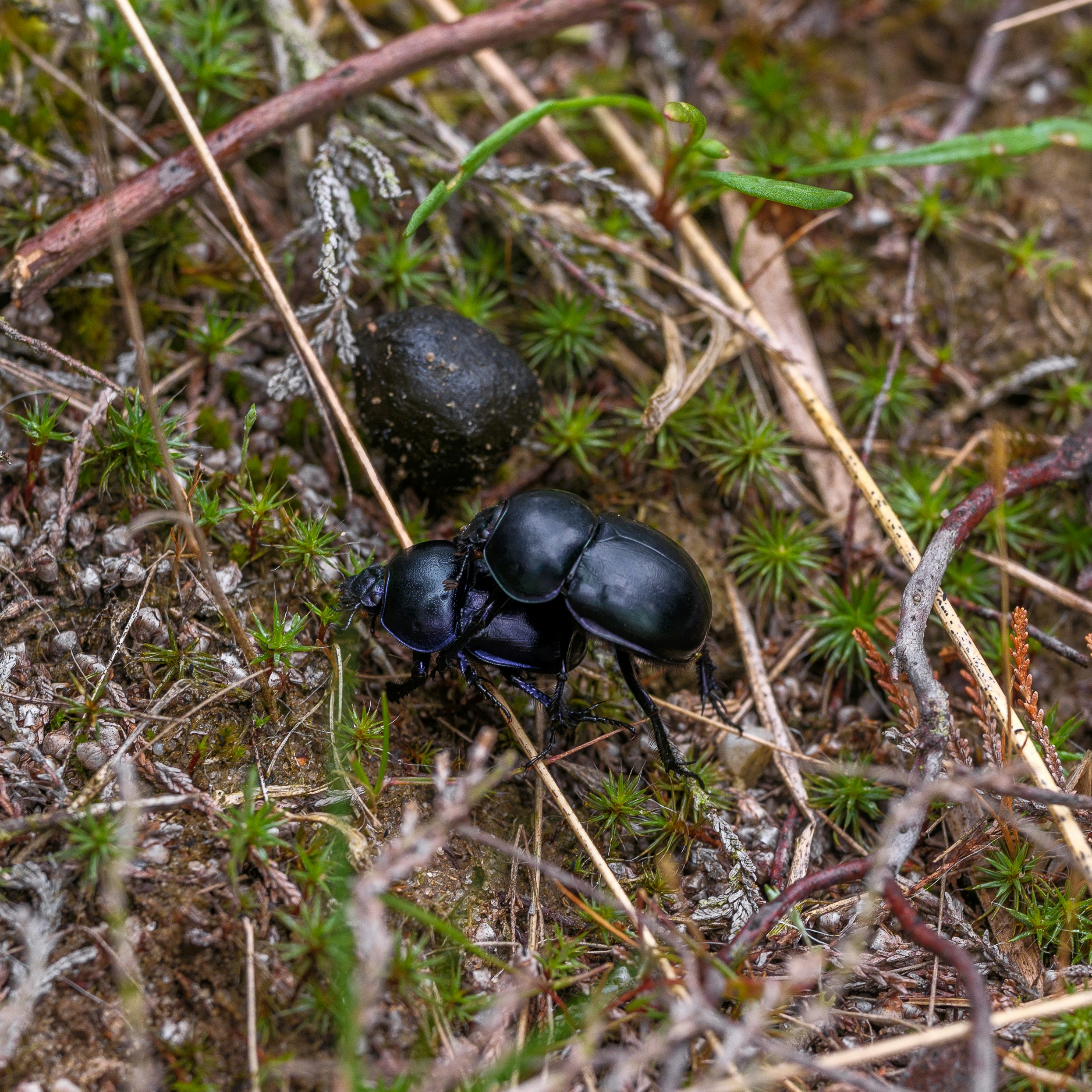 Beetle's Mating | Beetles are mating in the grassy environment.