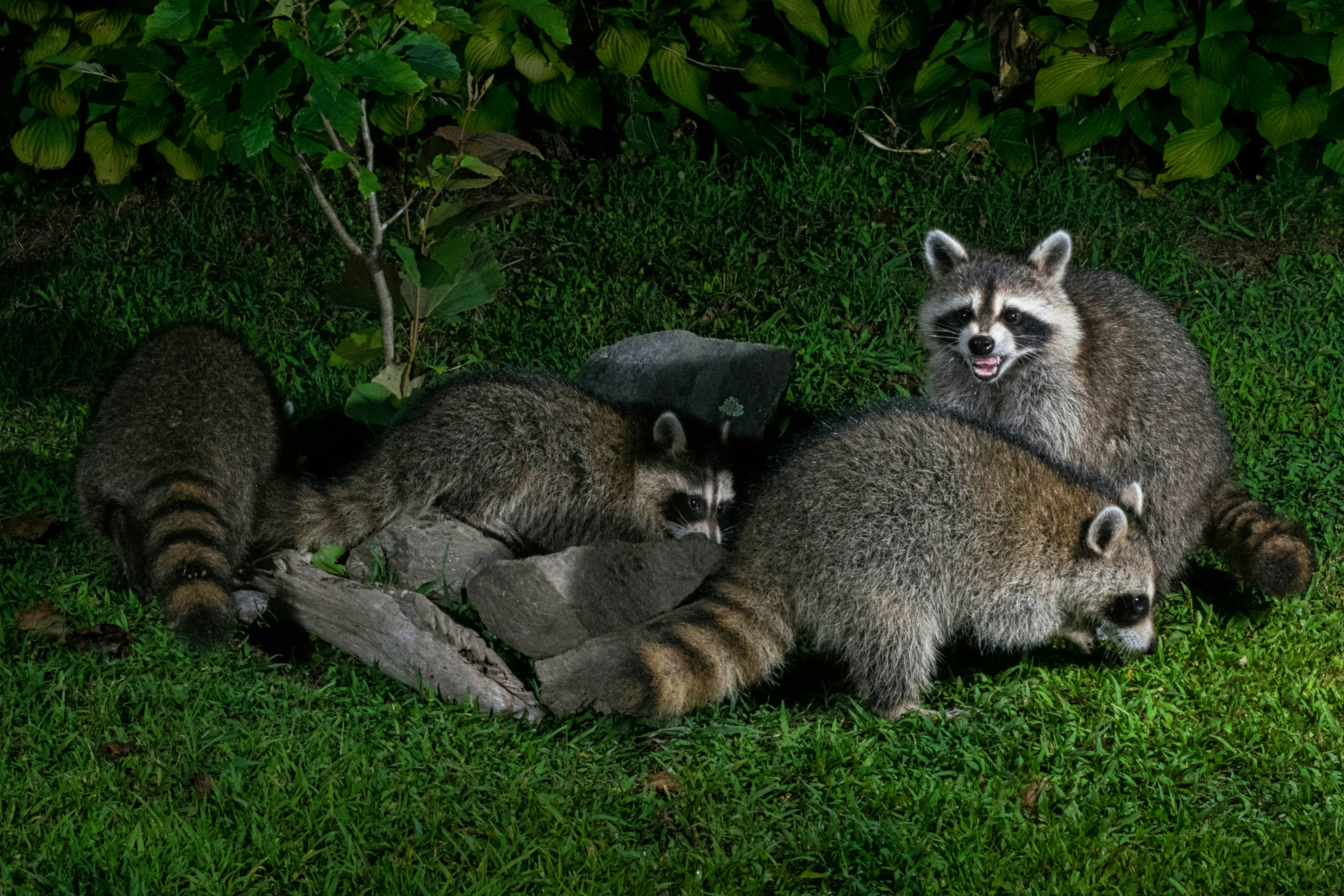 Nocturnal Gatherings: A Raccoon Family's Evening Feast