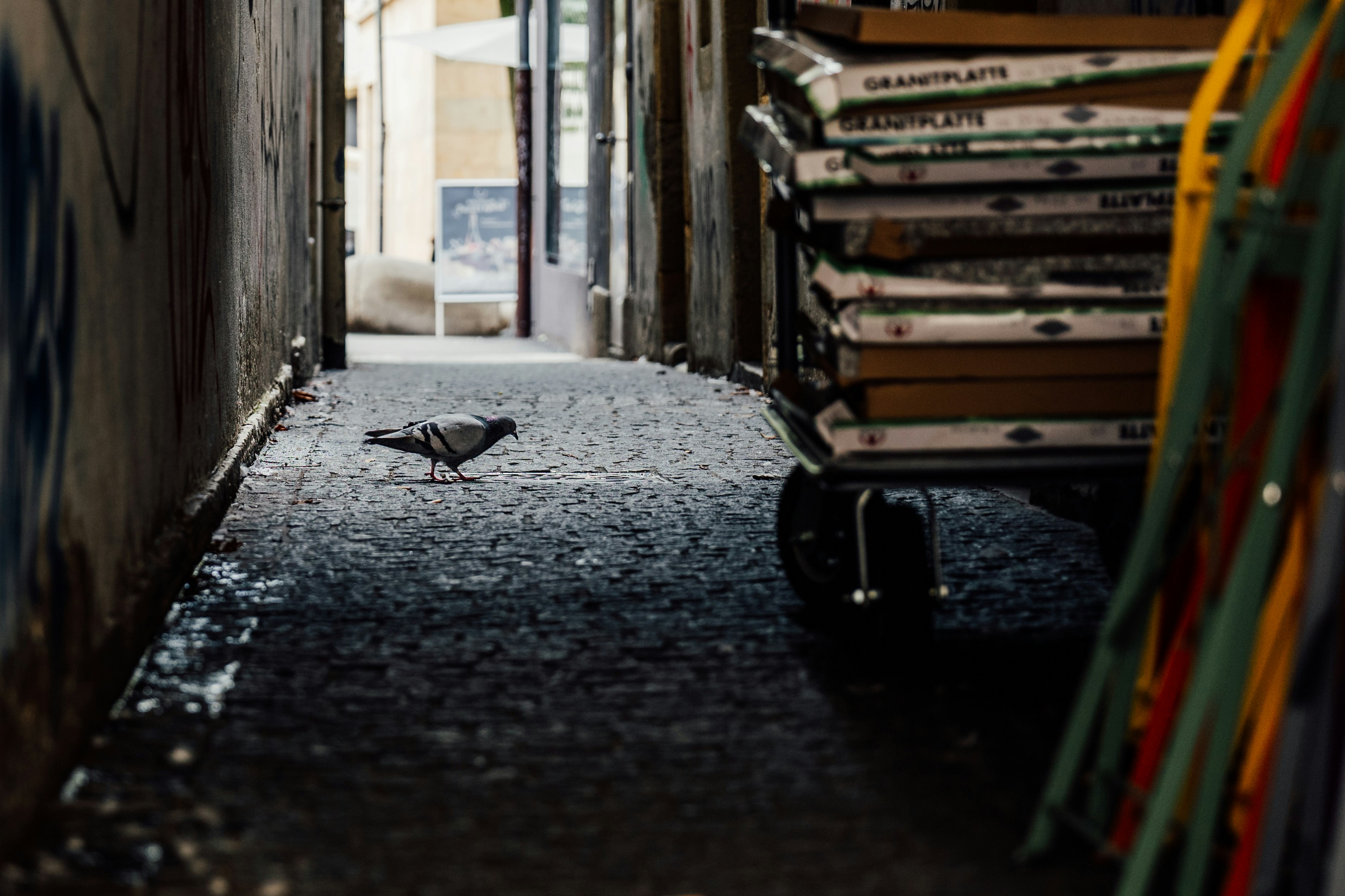 Olive-gray Sparrow in a Cobblestone Alley