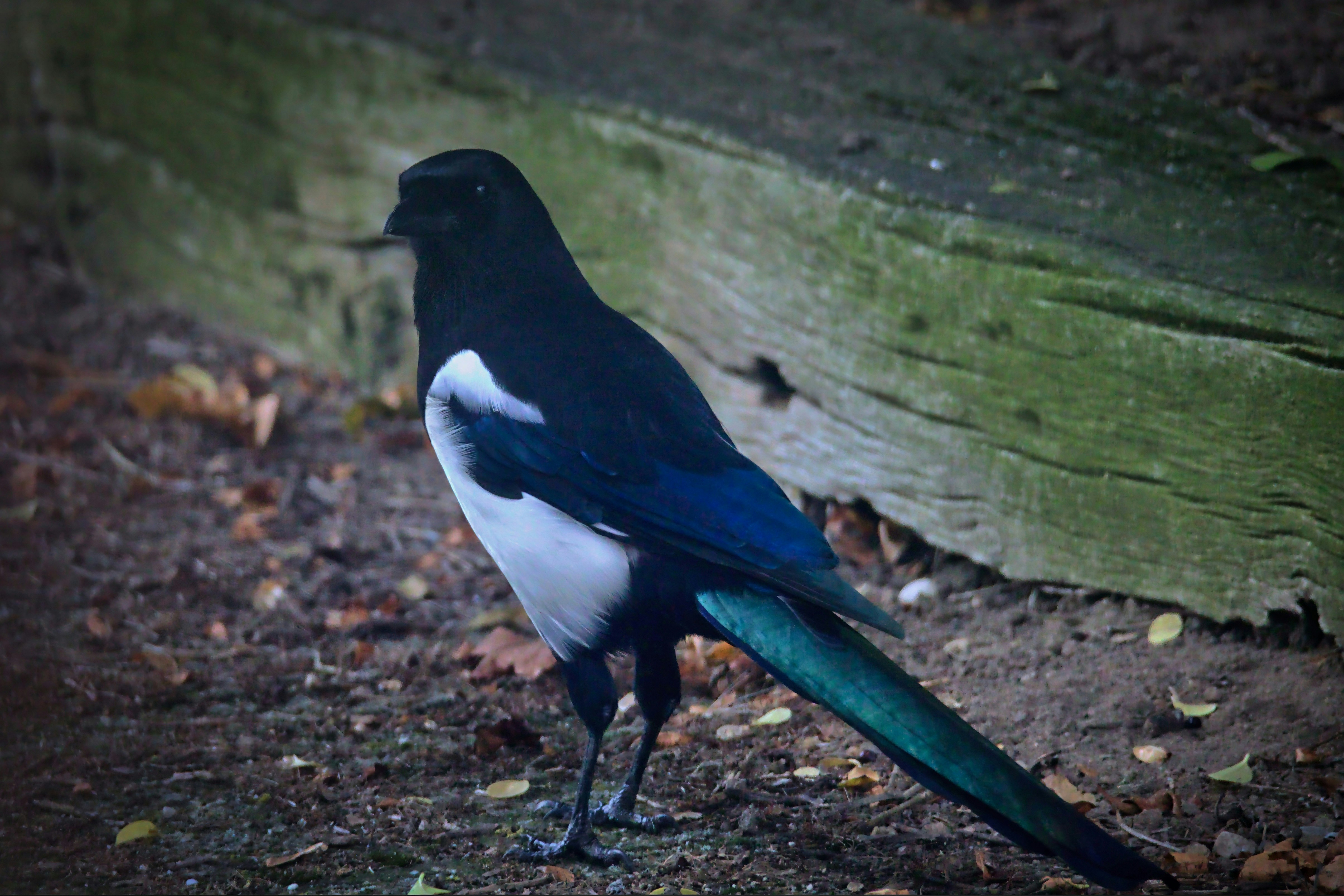 The Elegance of the Magpie in Natural Habitat