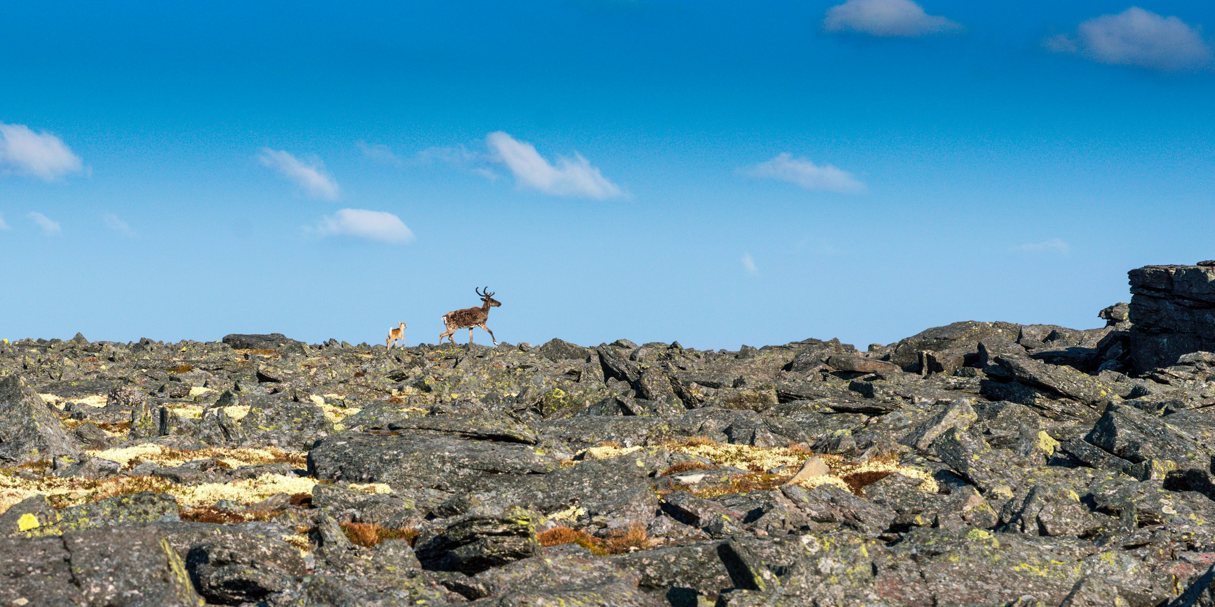 Distant Deer Trek Across a Jagged Lava Plain Under a Clear Blue Sky