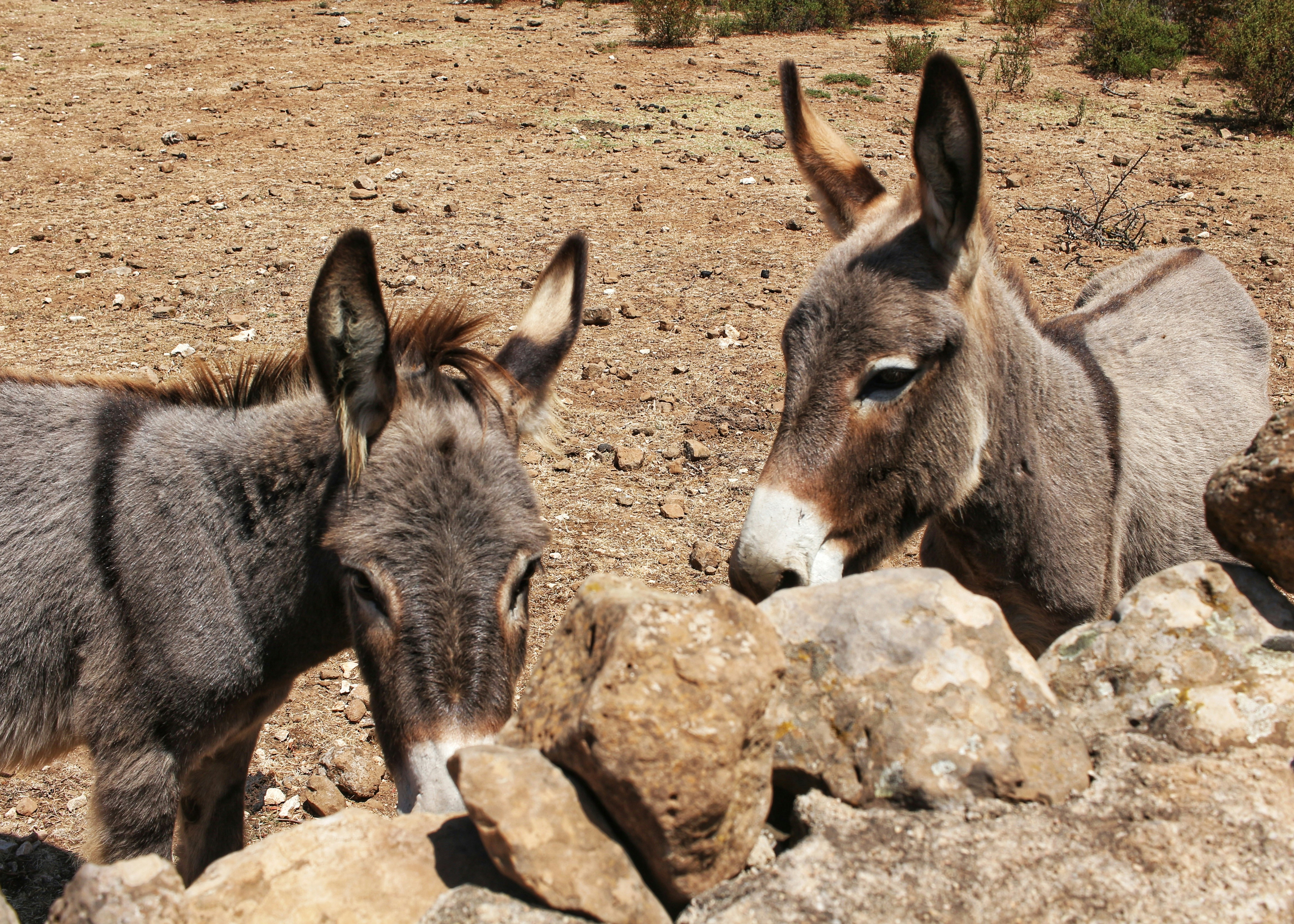 Desert Boundary: Two Donkeys Peek Between Stones
