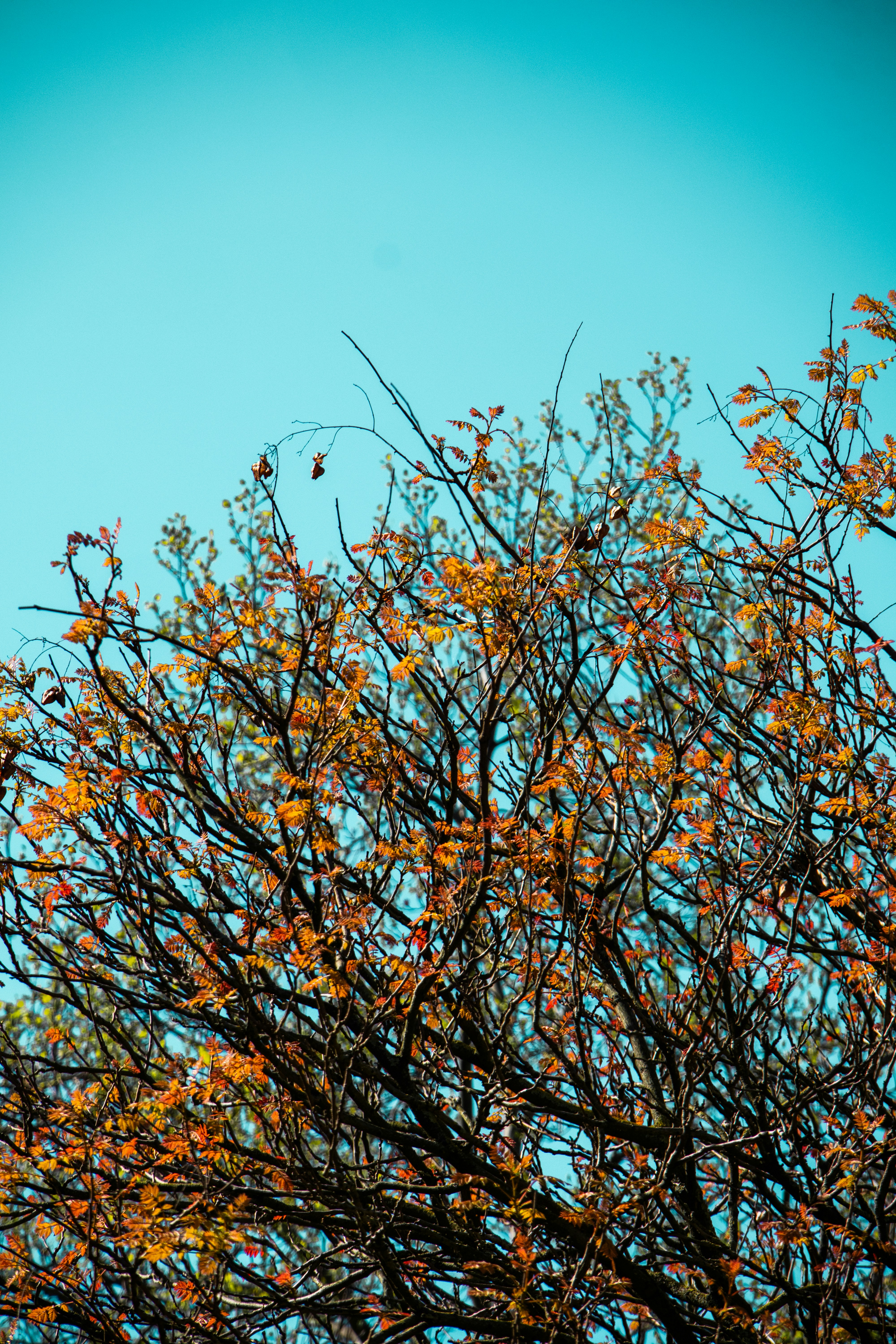 Tree branches with orange leaves and a bright blue sky.