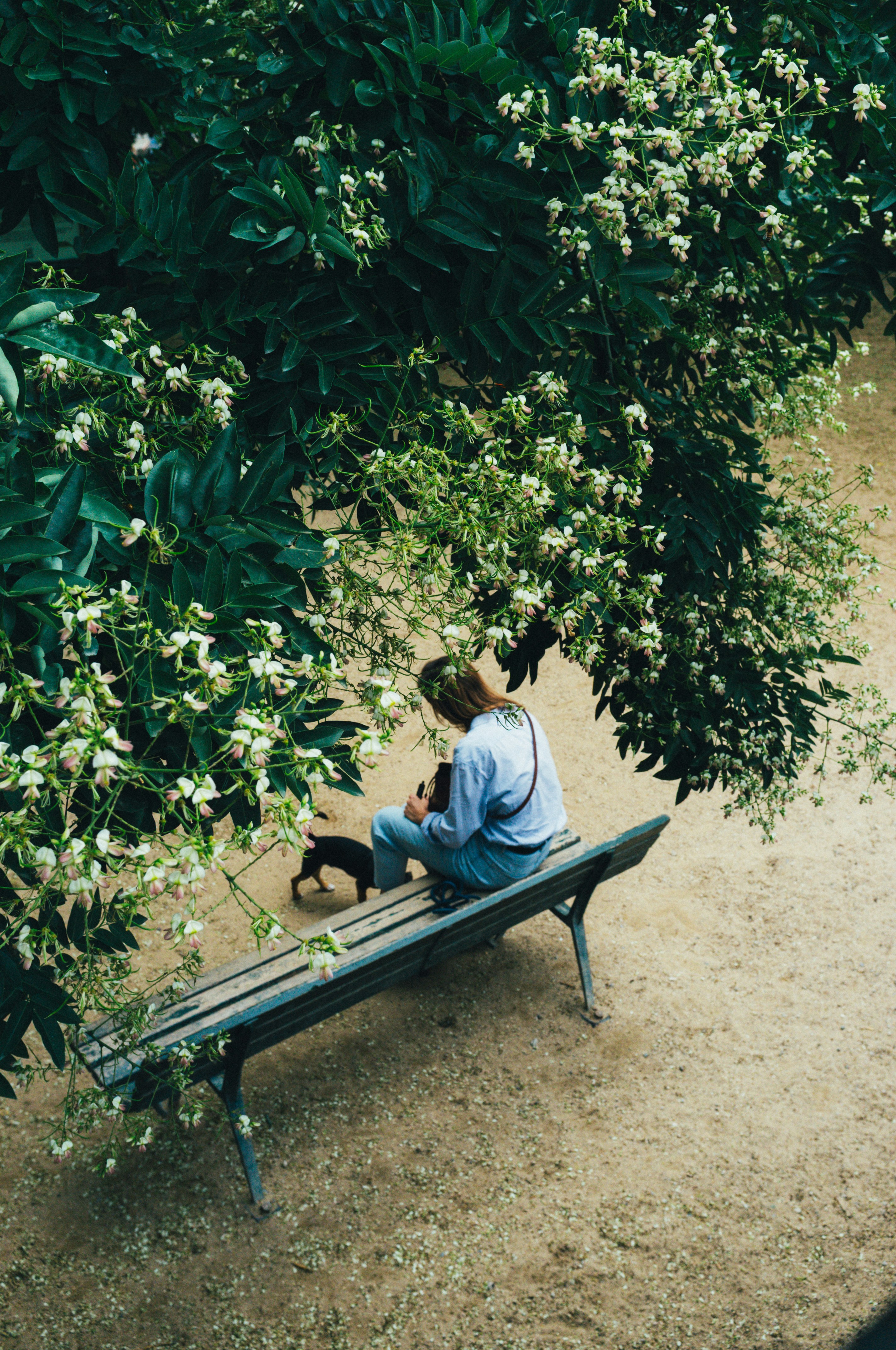 A woman sits on a bench under flowering branches, gently interacting with a small dog. The scene captures a tranquil moment amidst lush greenery.