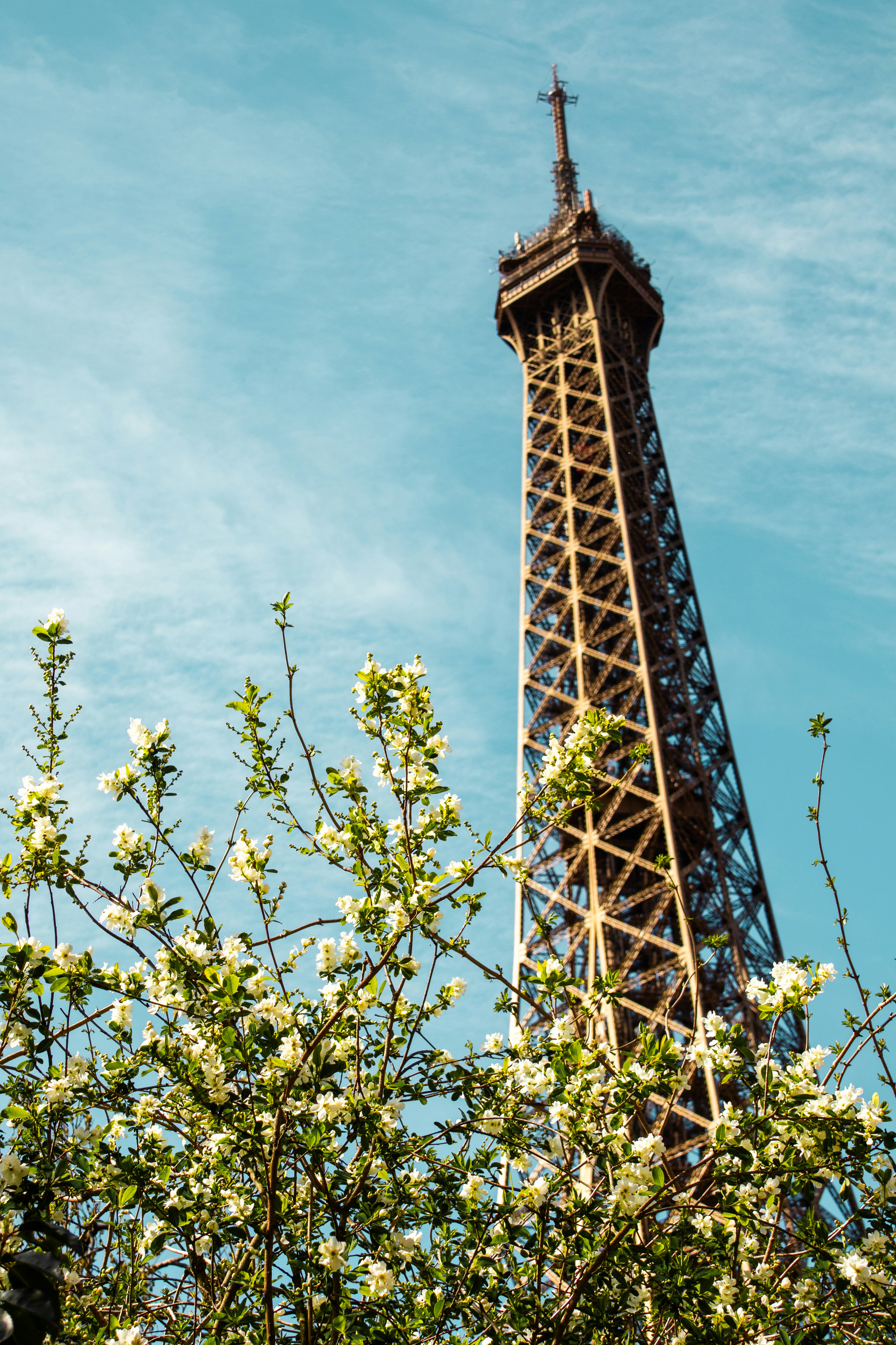 Eiffel Tower towering above blooming white flowers against a clear blue sky.