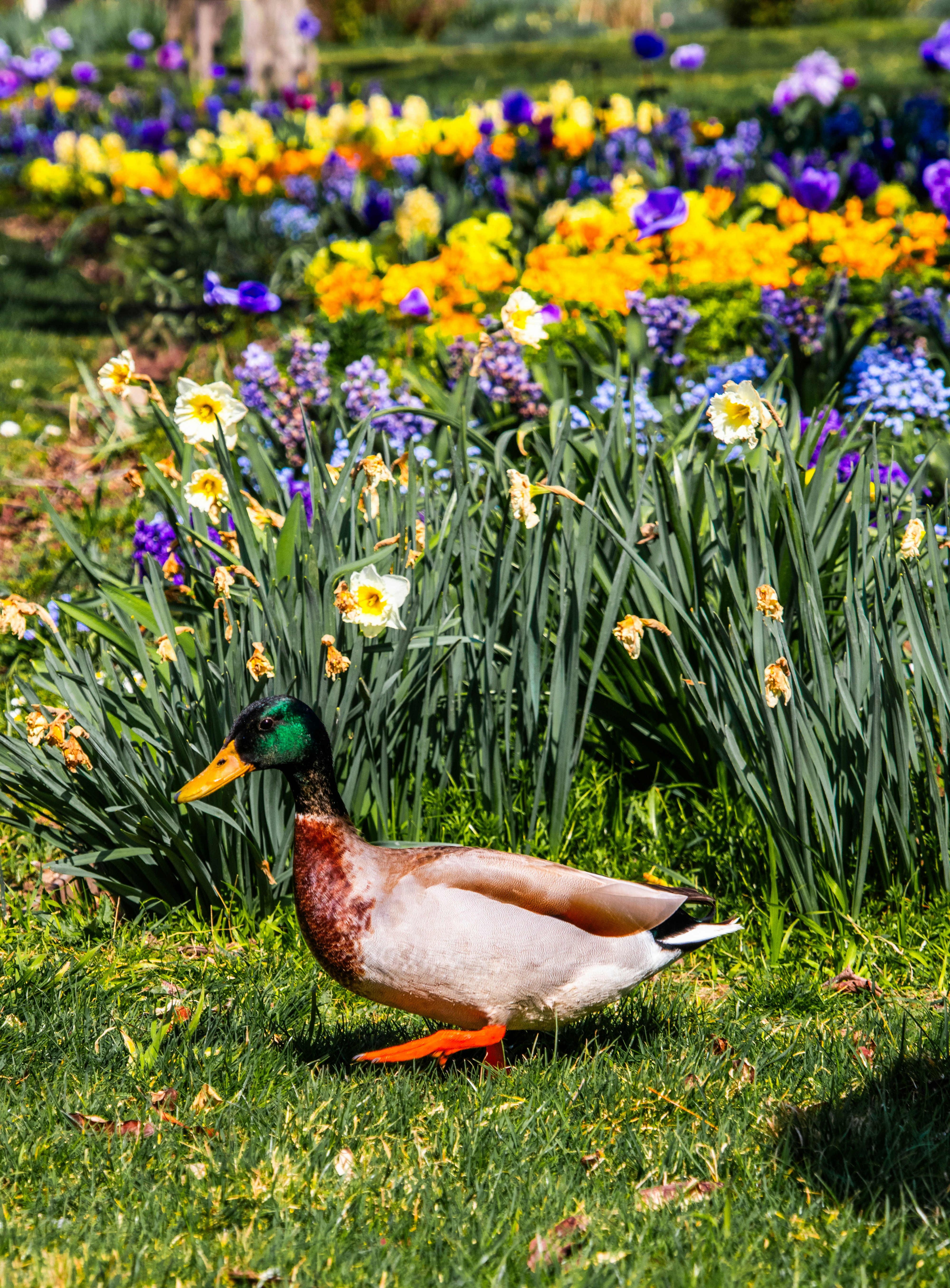Emerald-Headed Mallard Navigates a Tulip Tapestry