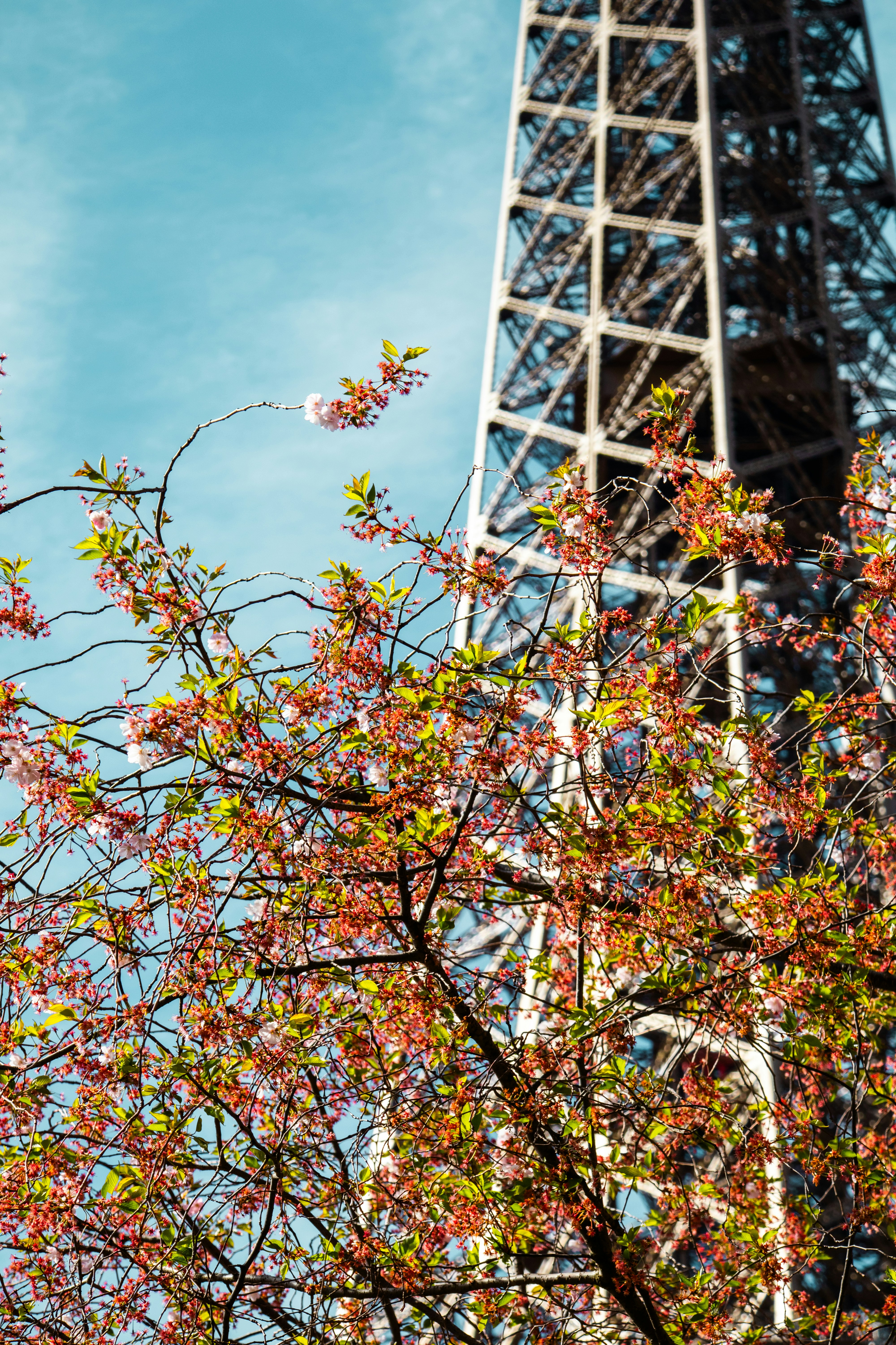 Cherry Bloom Framing the Eiffel Tower Spire