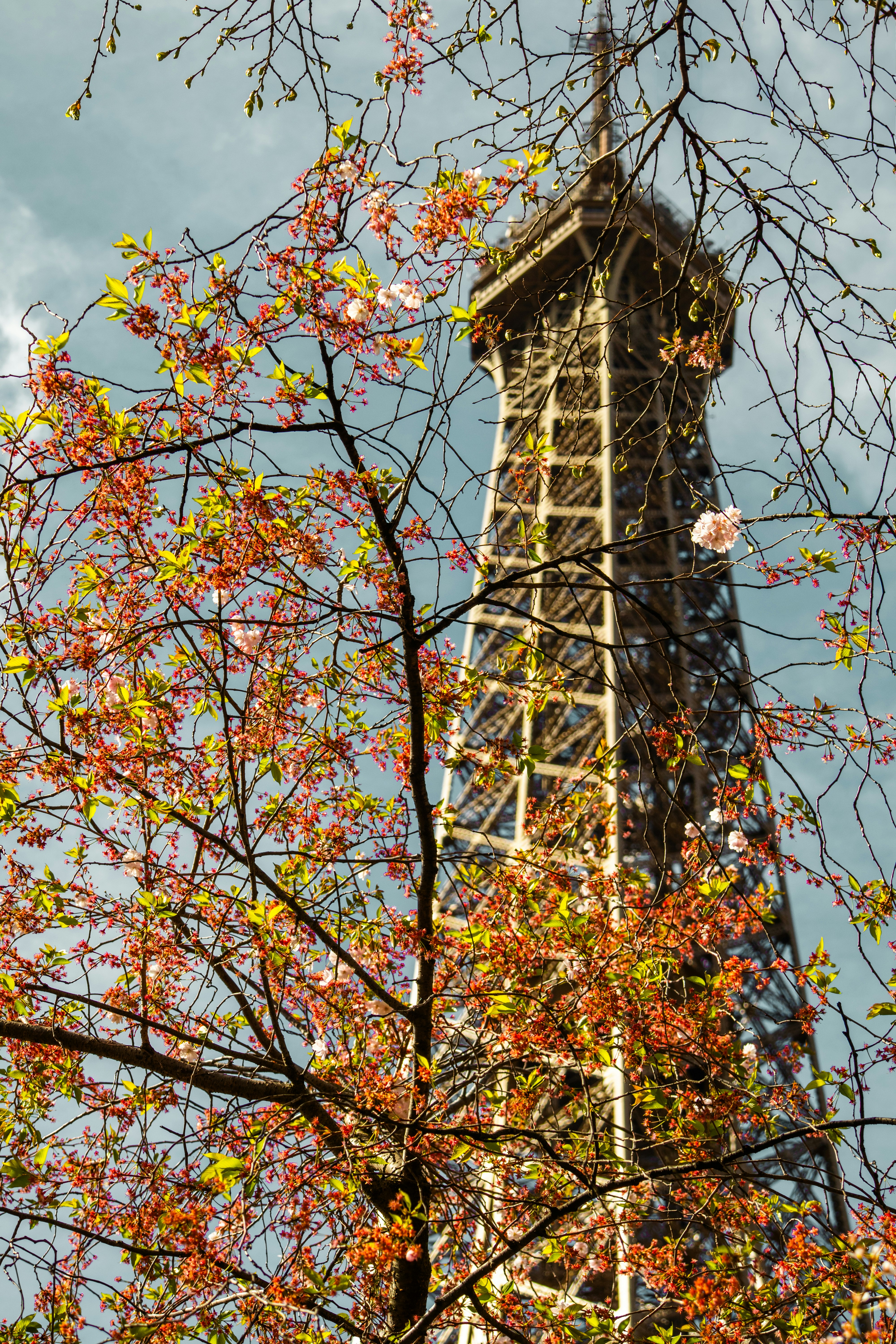 Spring's Embrace: The Eiffel Tower Through Blossoms