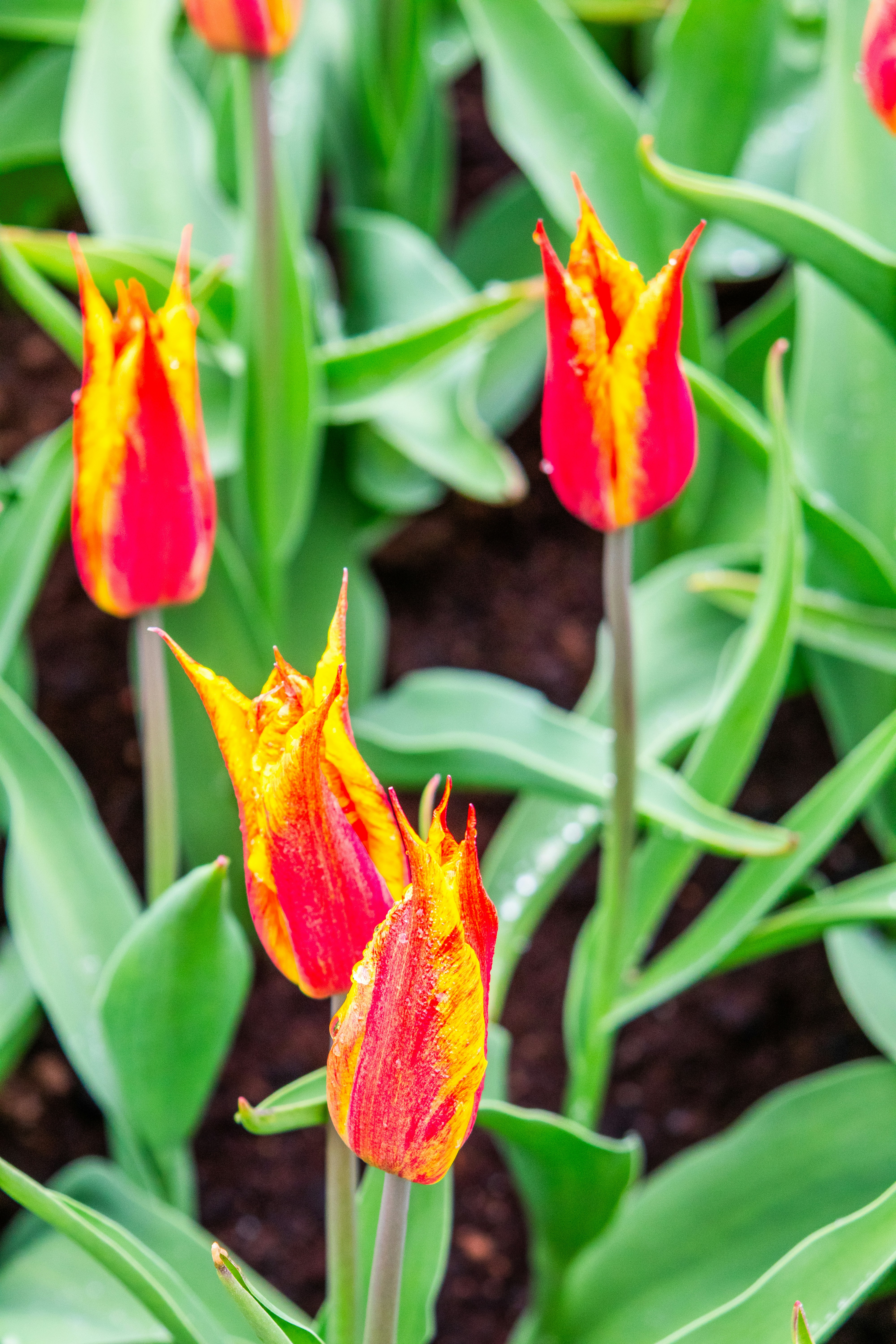 Group of vibrant tulips with flame-like petals in shades of red and orange, surrounded by lush green leaves.