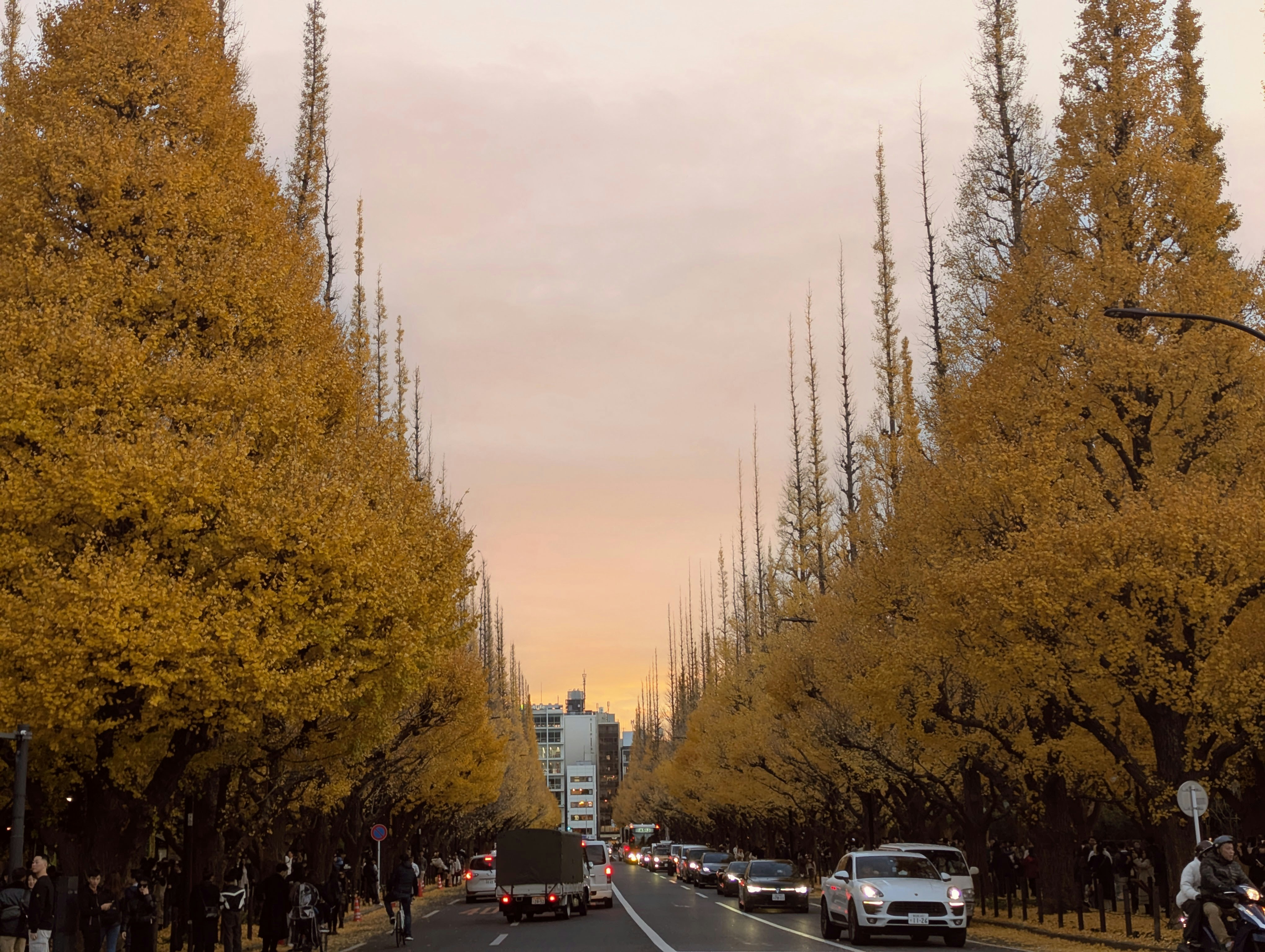A road lined with yellow trees under cloudy skies.